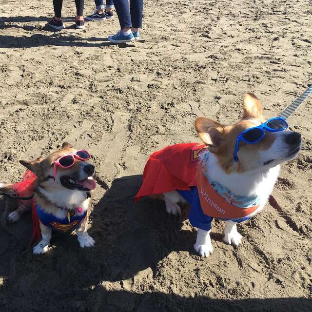 Costumed corgis invade Ocean Beach for Corgi Con