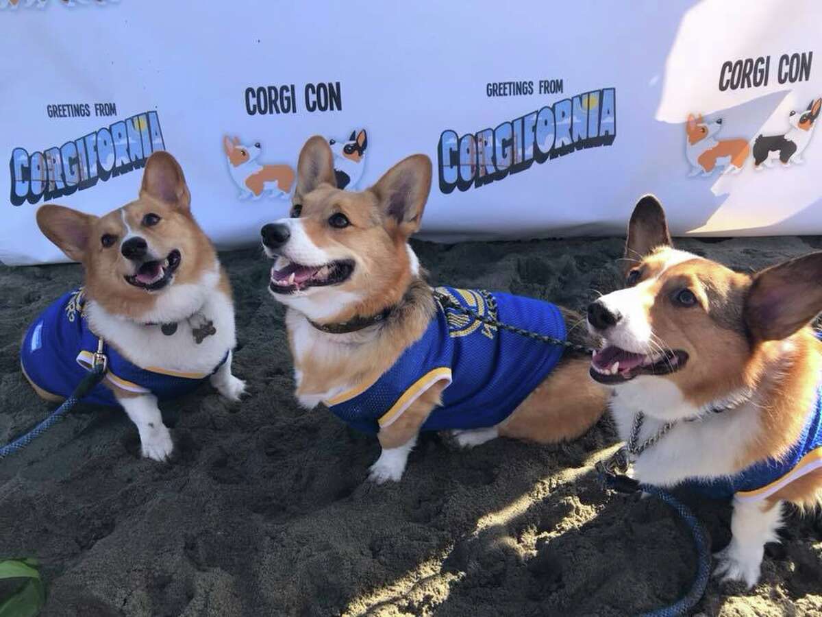 Costumed corgis invade Ocean Beach for Corgi Con