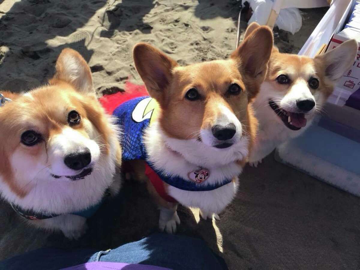 Costumed corgis invade Ocean Beach for Corgi Con