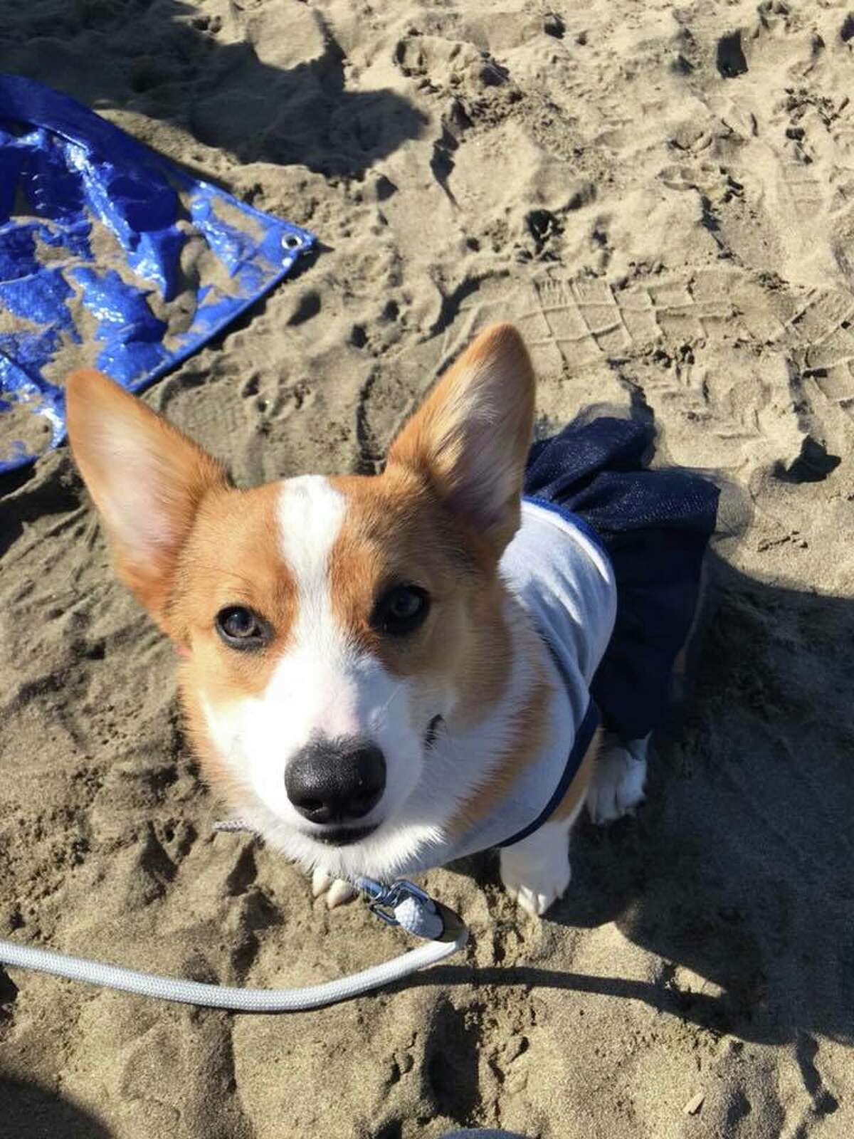 Costumed corgis invade Ocean Beach for Corgi Con