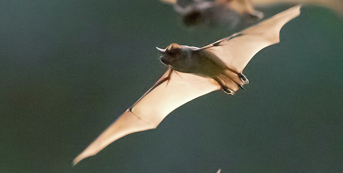 S.A.’s Common Critters: Mexican free-tailed bats are the global icons ...