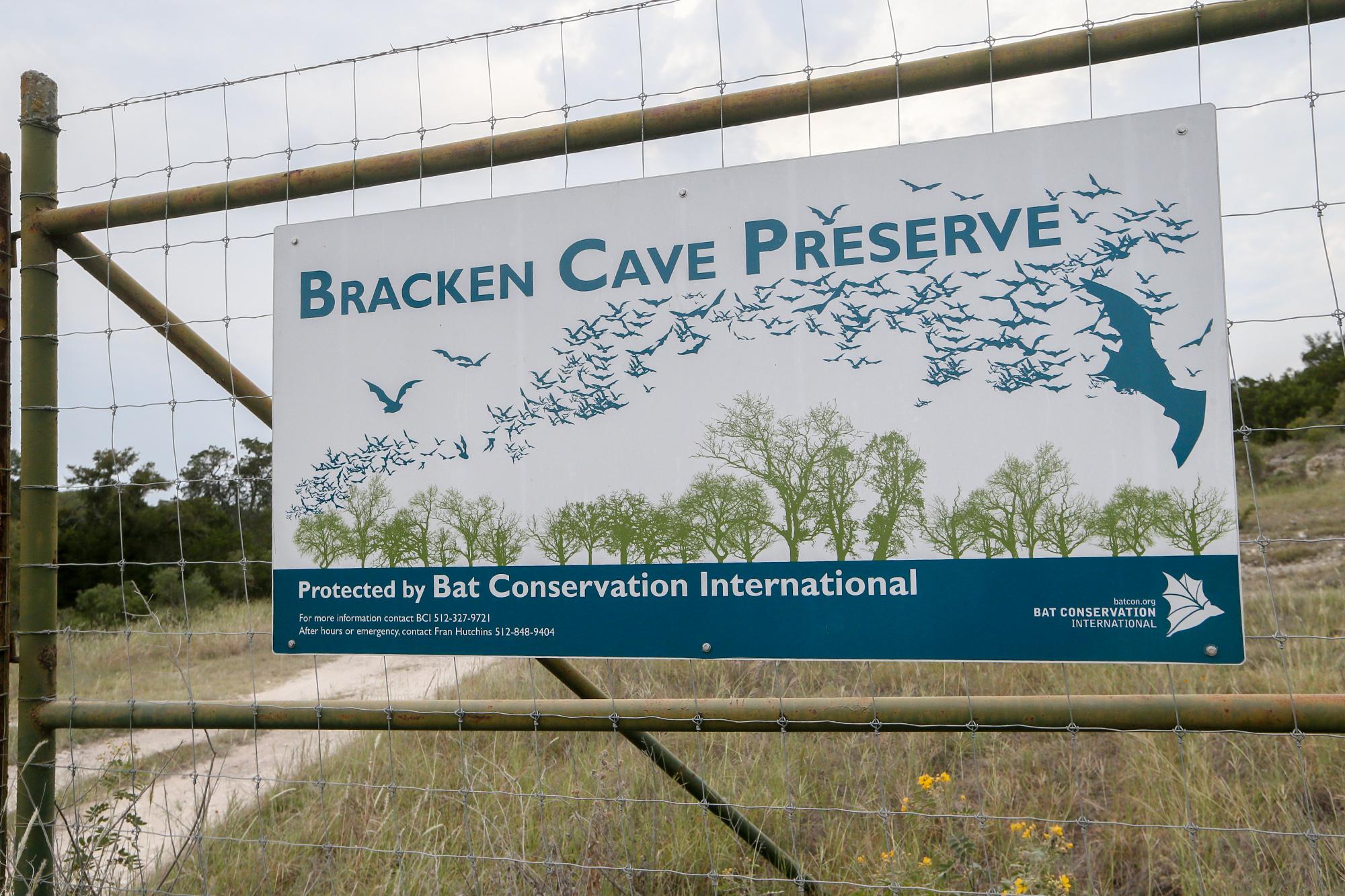 Bracken Cave bats a sight to behold