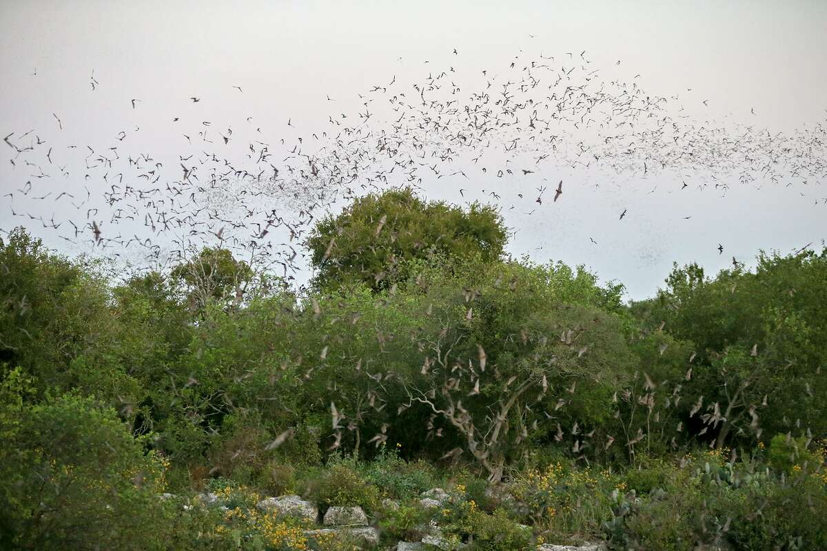 Bracken Cave bats a sight to behold