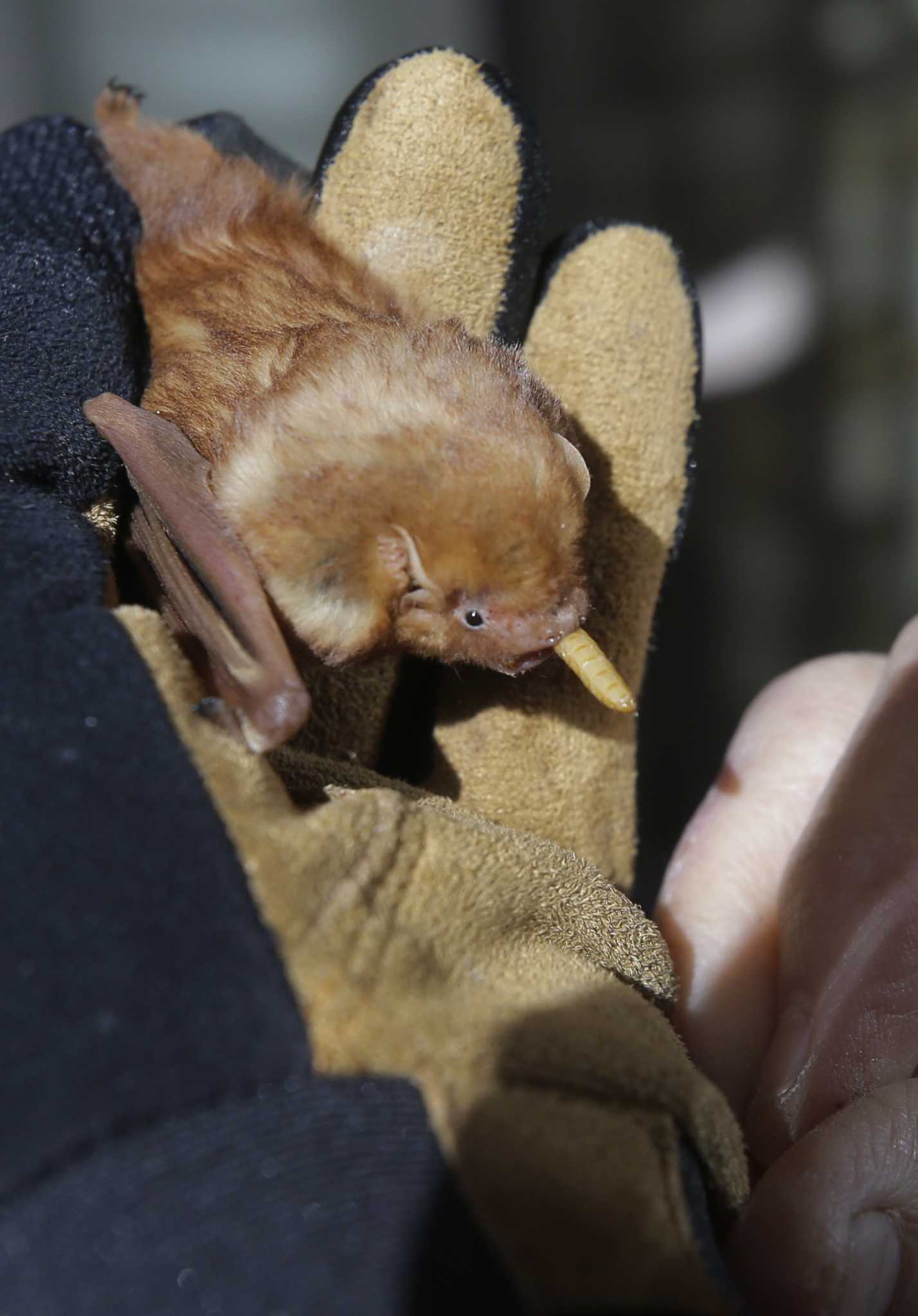 Fungus that causes deadly bat disease continues its spread in Texas ...
