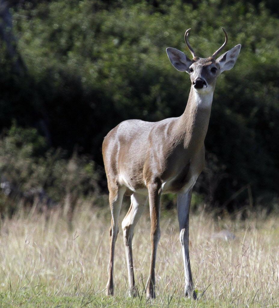 DEEP reports small die-off of Connecticut white-tailed deer herd