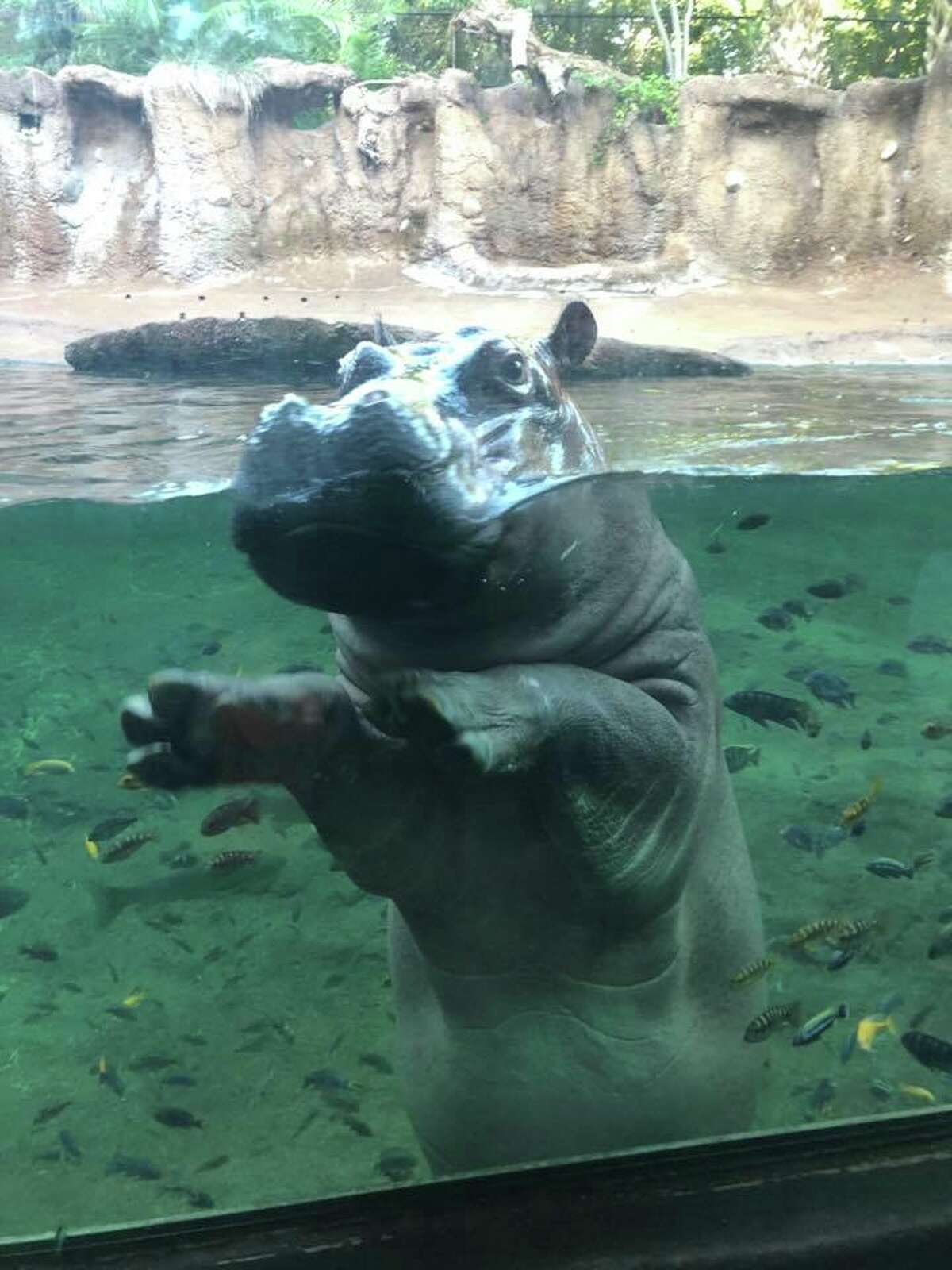 Video: San Antonio's young hippo takes first dip into zoo exhibit life ...