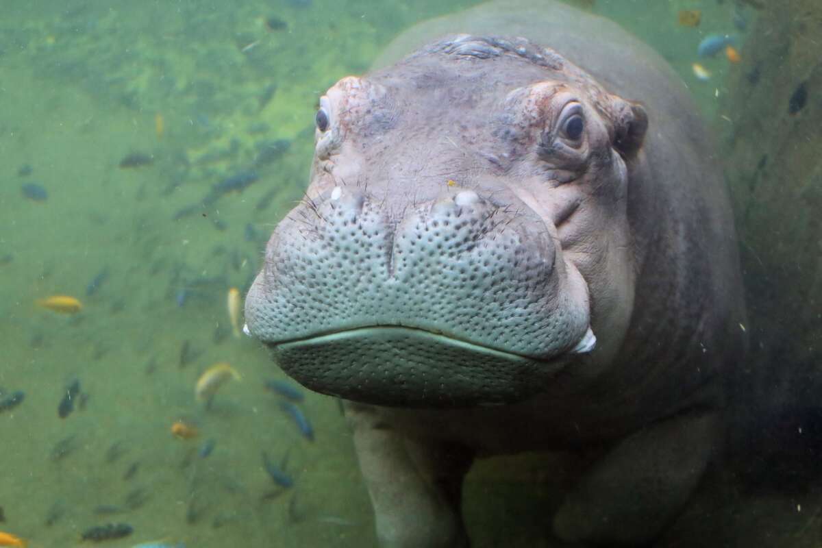 San Antonio's Timothy the hippo is turning 3 this weekend