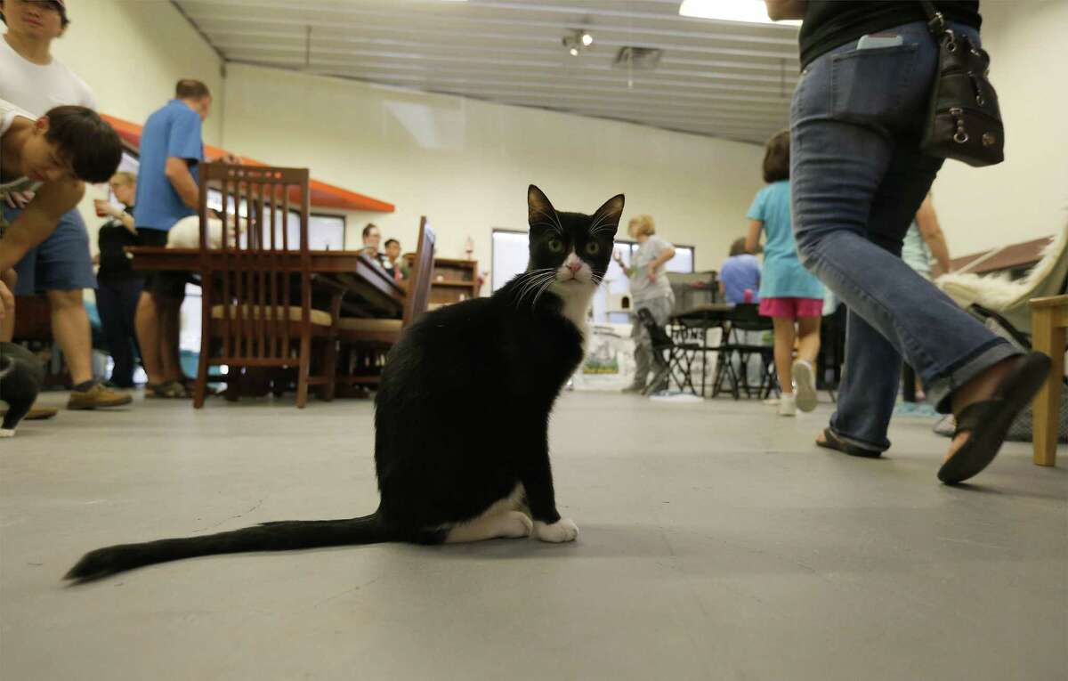 Purr-fect timing: San Antonio Cat Cafe opens Sunday on National Cat Day