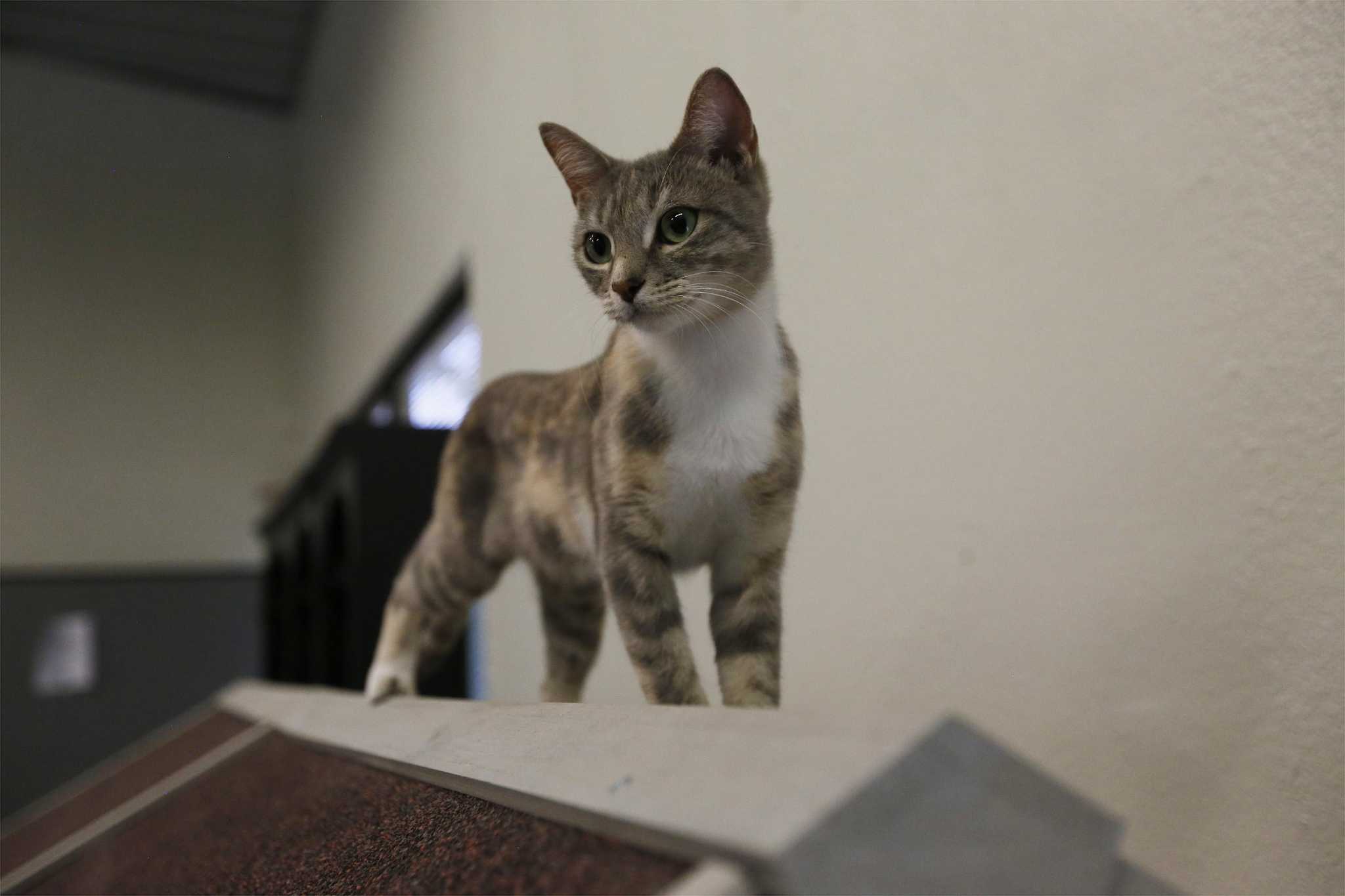 San Antonio's first-ever Cat Cafe had a short lived history