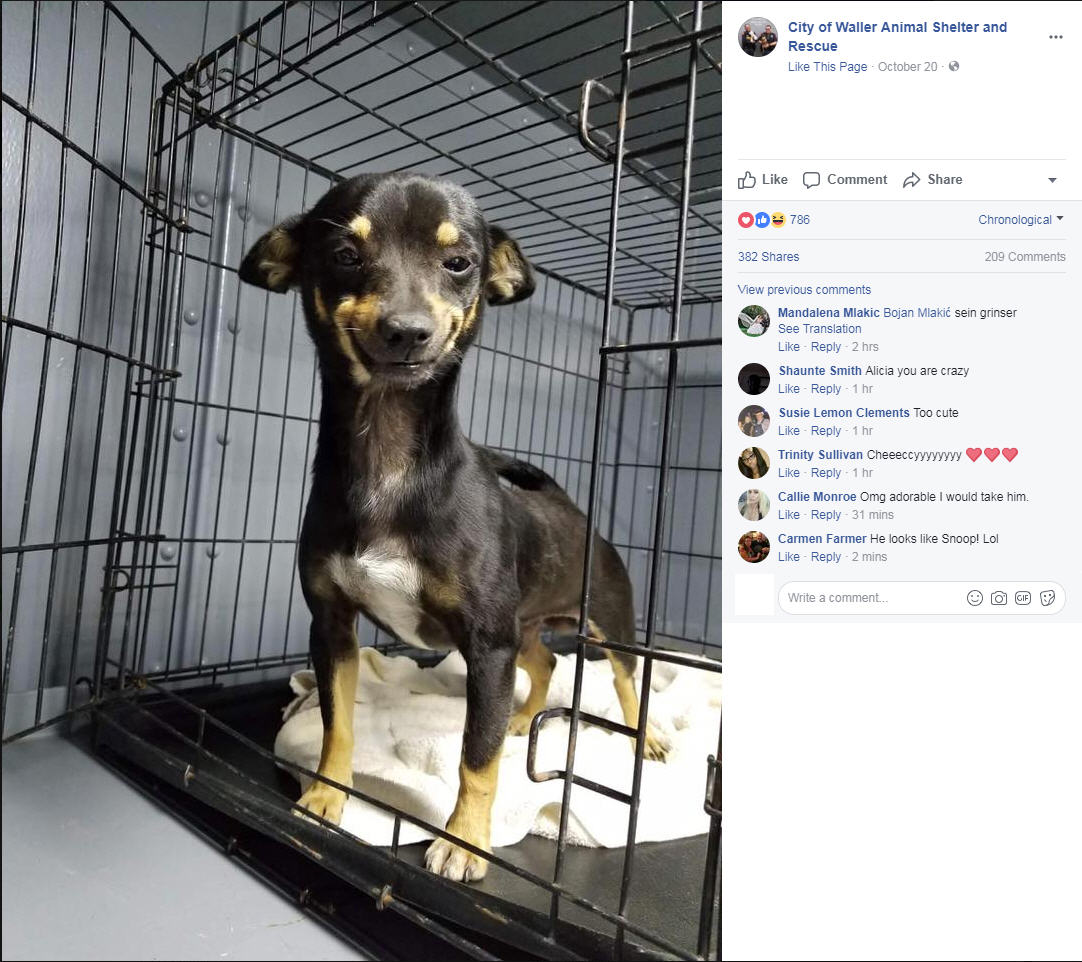 Texas dog who went viral in smiling photo has found a new home