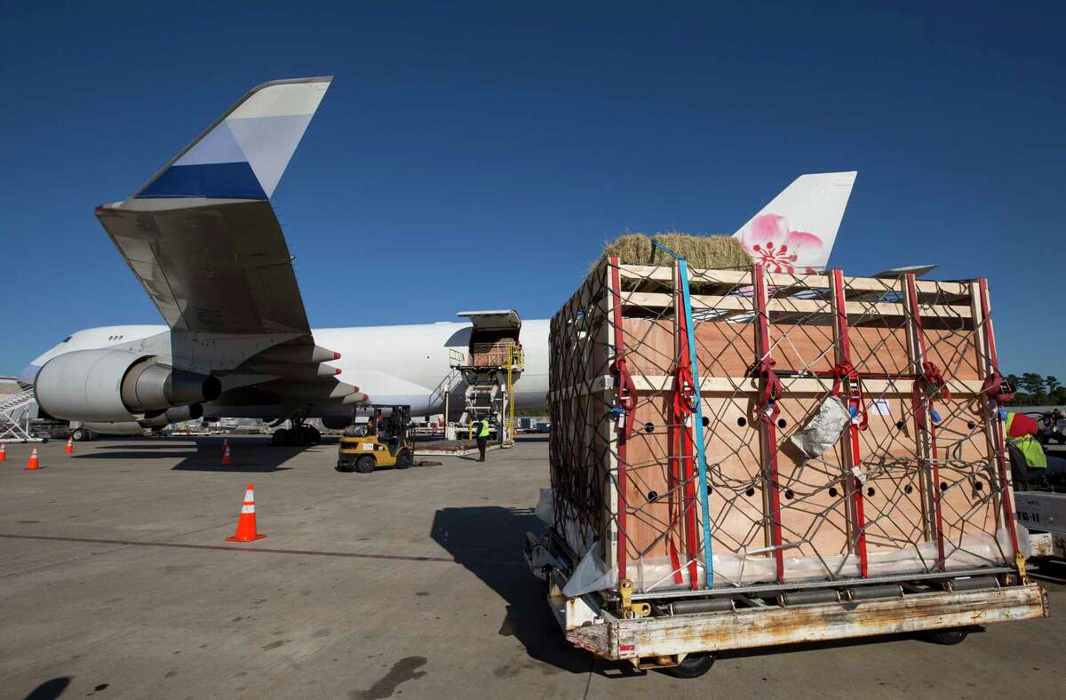 Hooves on a plane: Texas ranches air freight cattle to Vietnam