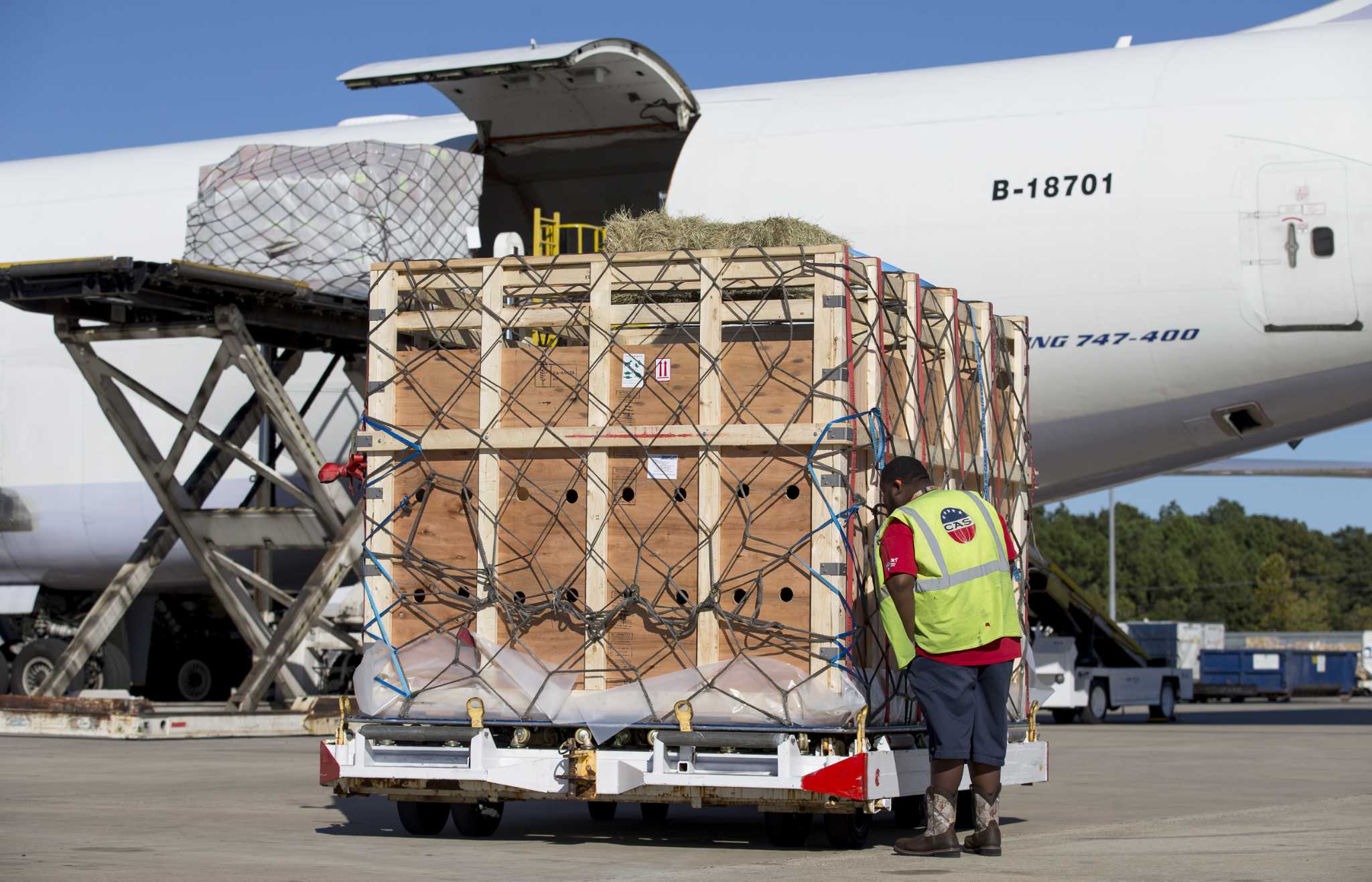 Hooves on a plane: Texas ranches air freight cattle to Vietnam