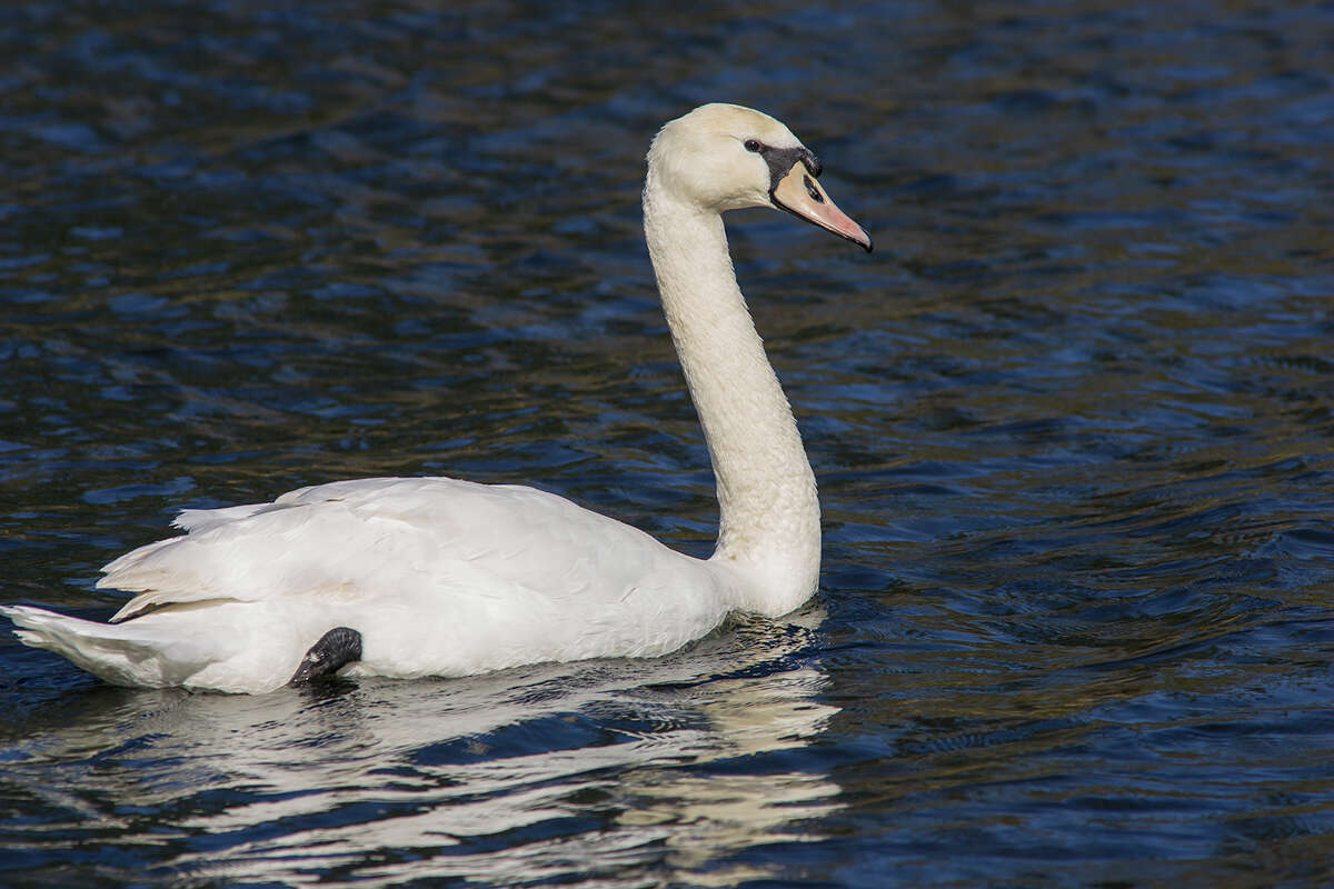 The graceful beauty of swans is unforgettable