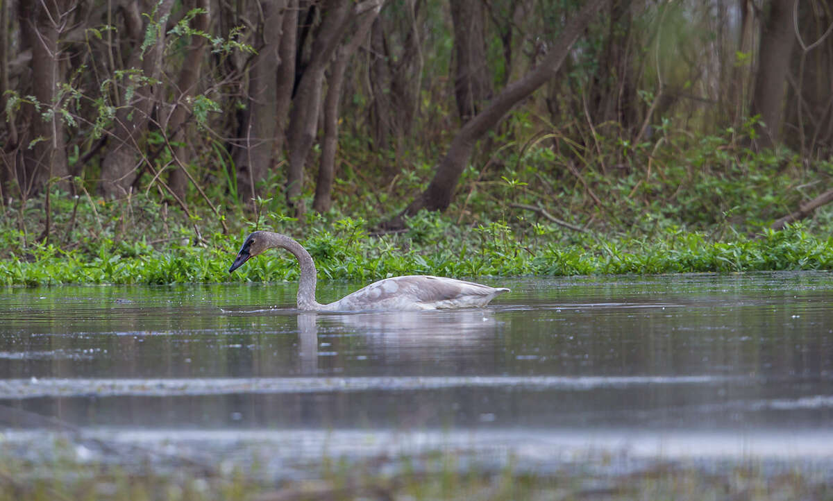 The graceful beauty of swans is unforgettable