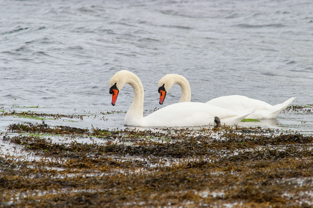 The graceful beauty of swans is unforgettable