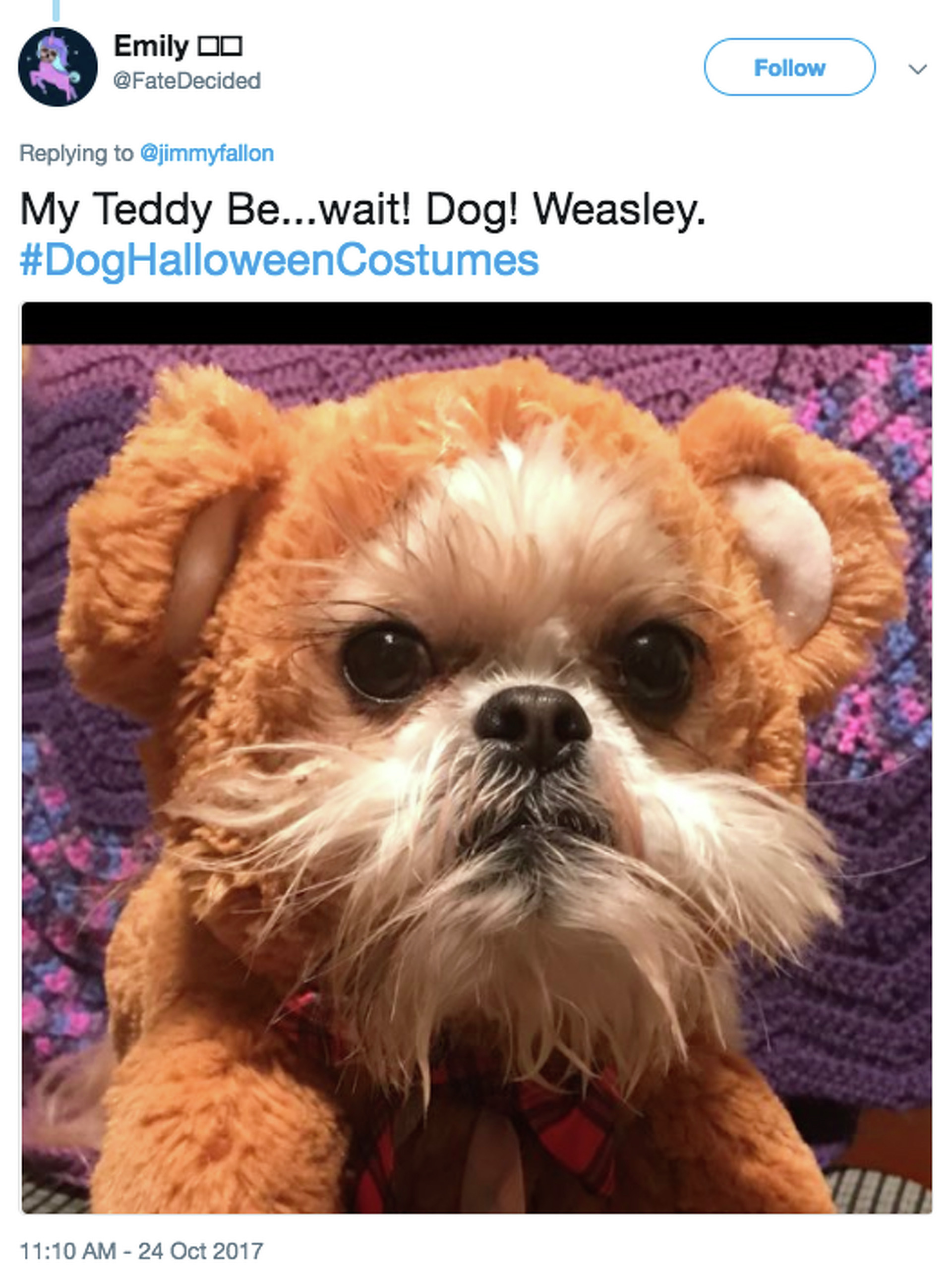 Jimmy Fallon's Halloween dogs are insanely cute and clever