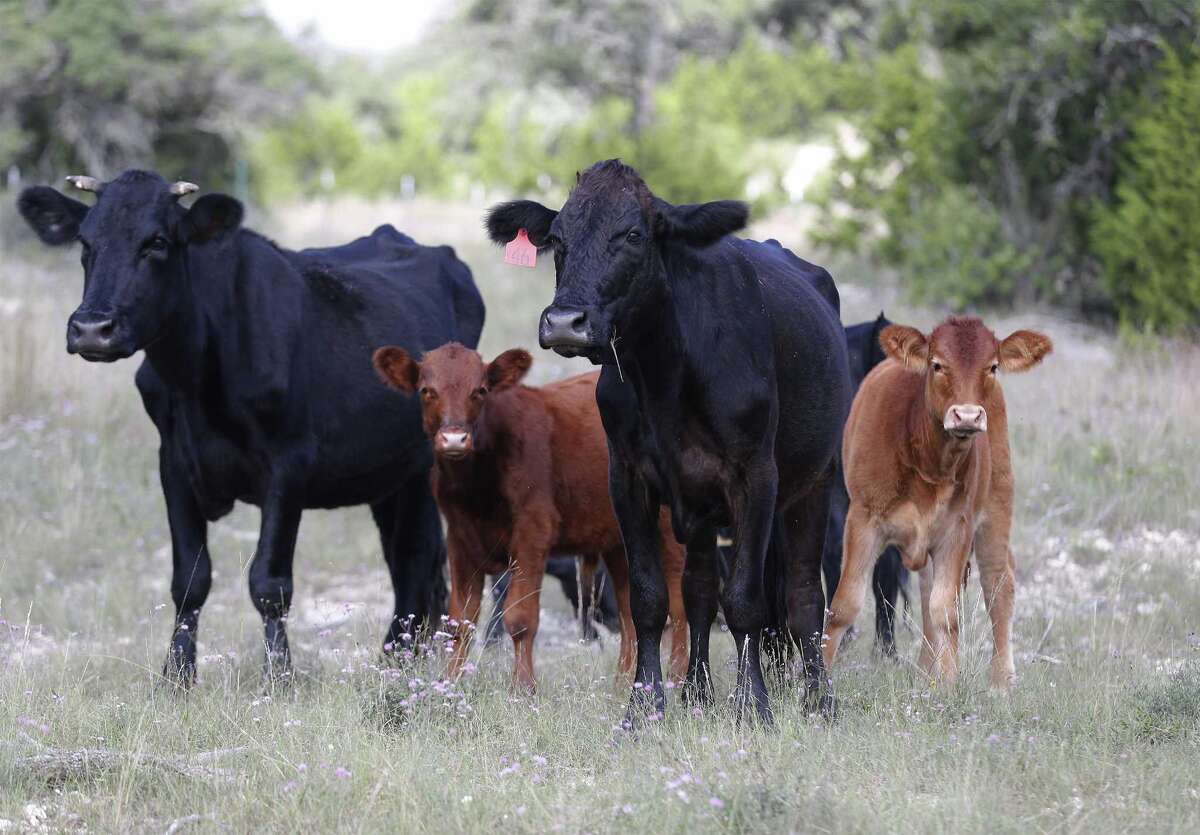 Schott family still raising cattle on historic ranch near Helotes