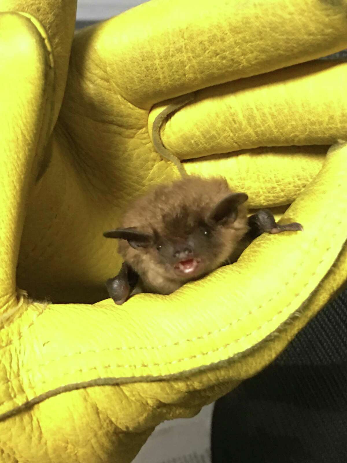 Some batty facts from Beardsley Zoo