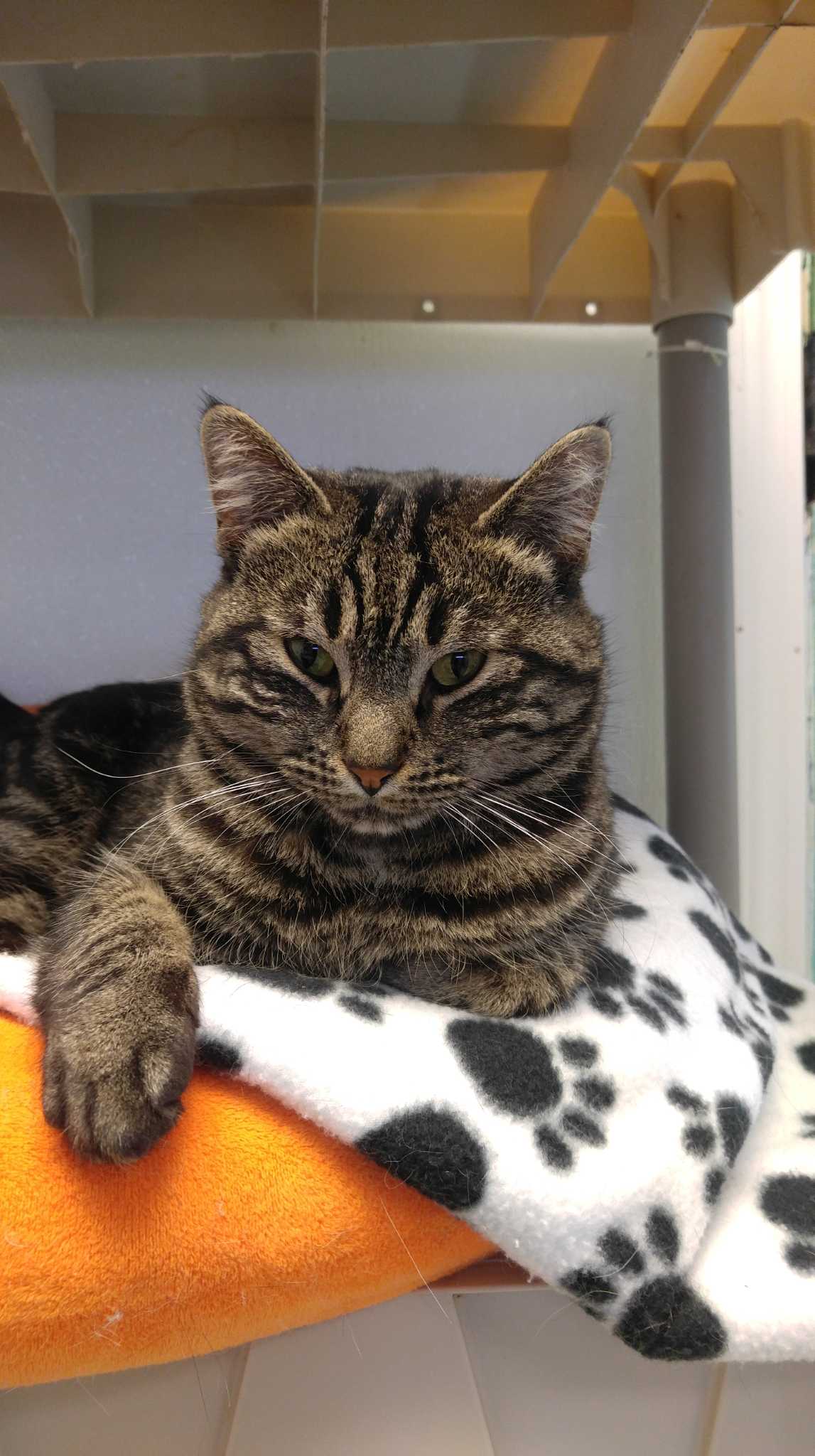 Sheila E the cat is in need of a good home