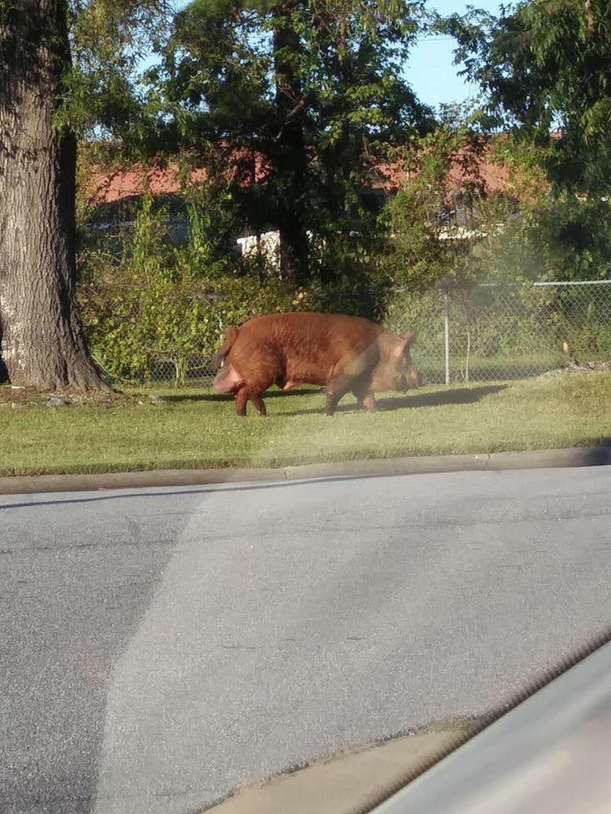 Alabama woman photographs enormous hog wandering neighborhood