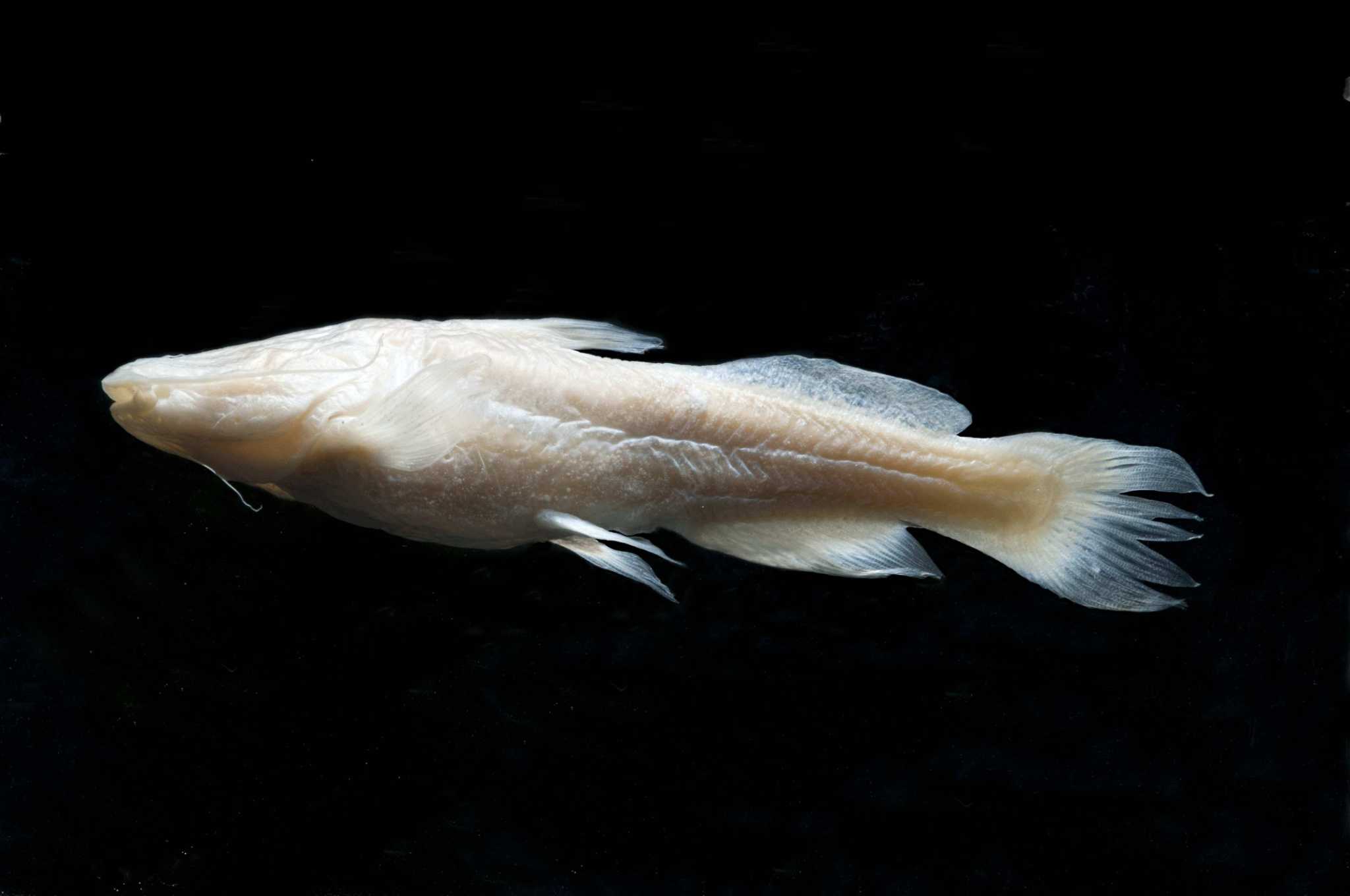 A blind catfish named Satan lurks below San Antonio