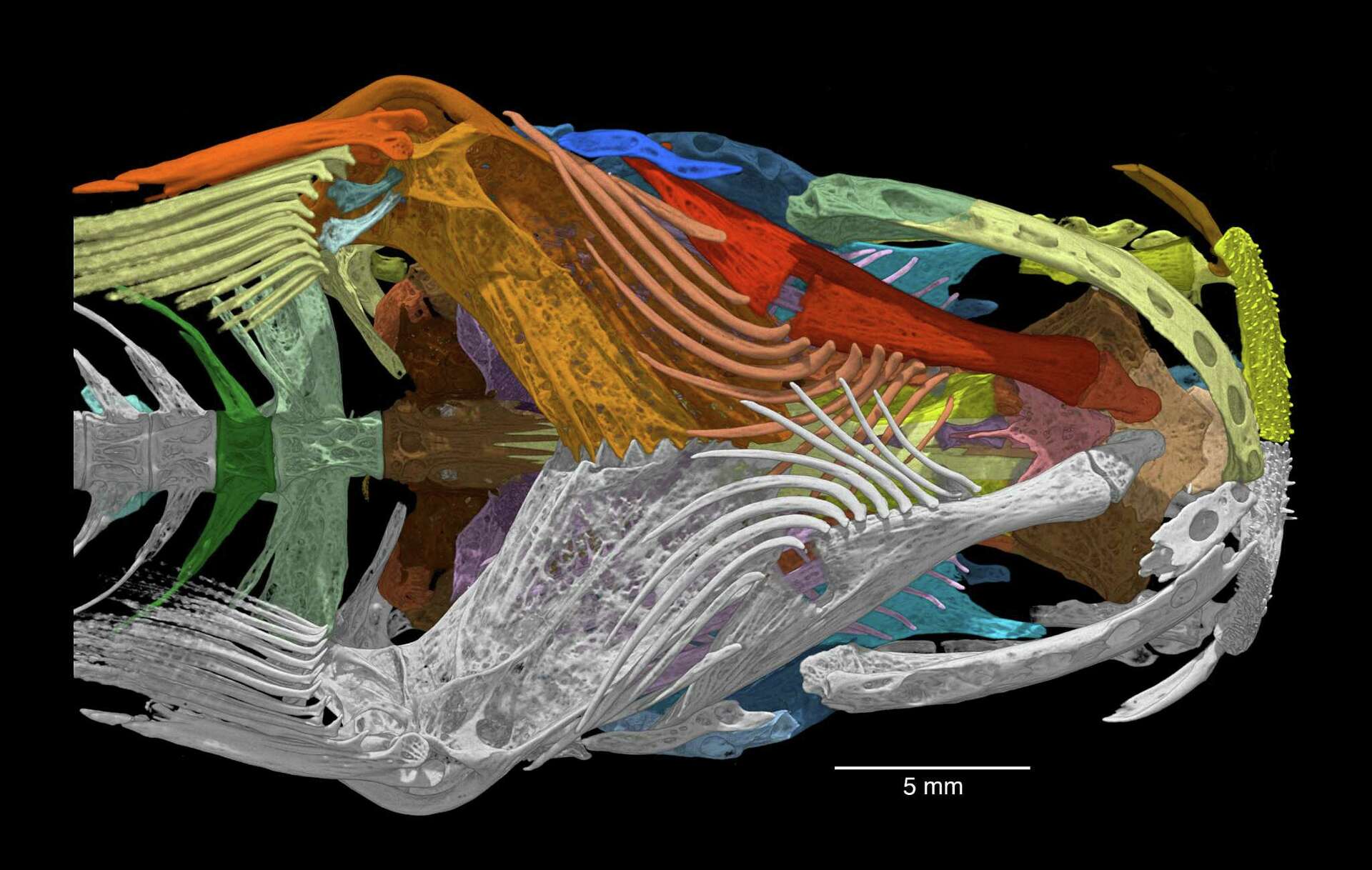 Most San Antonians 'have no clue' that a satan fish lives below the ...