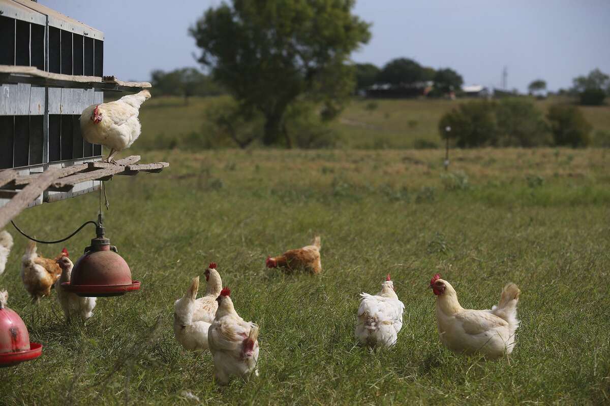 D'Hanis farm Parker Creek Ranch growing all-natural, pasture-raised ...
