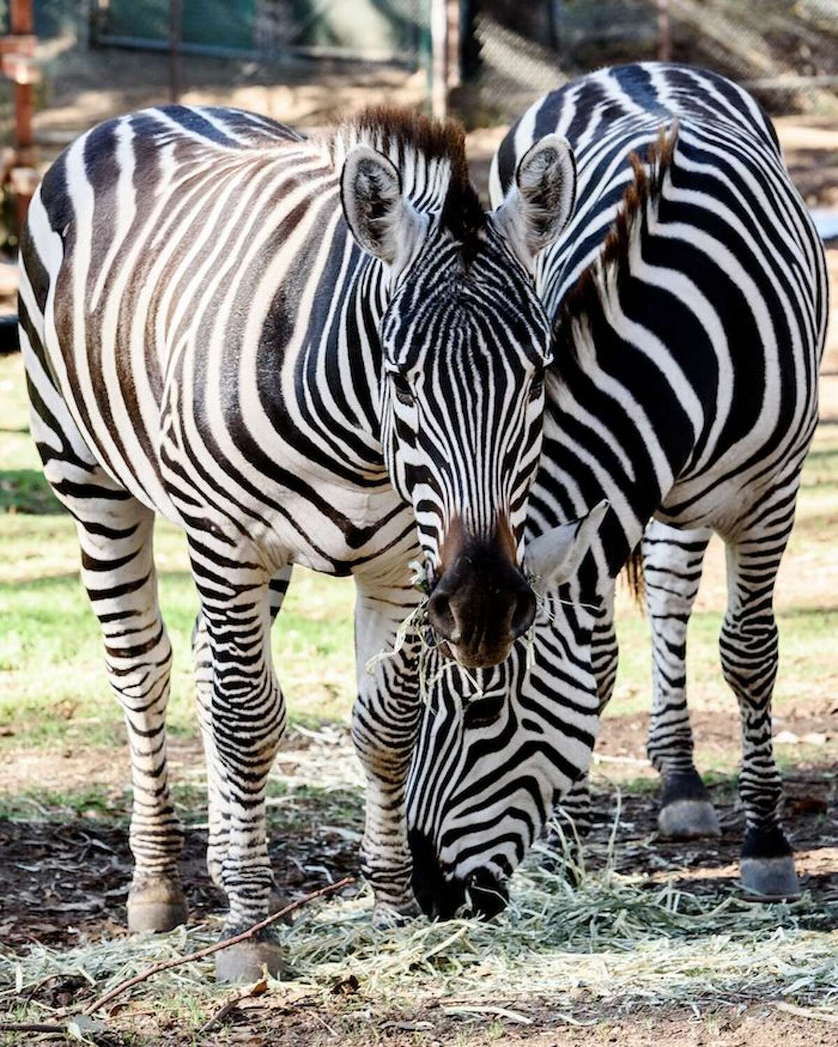 Two zebras from Safari West make debut at the Oakland Zoo, now part of herd
