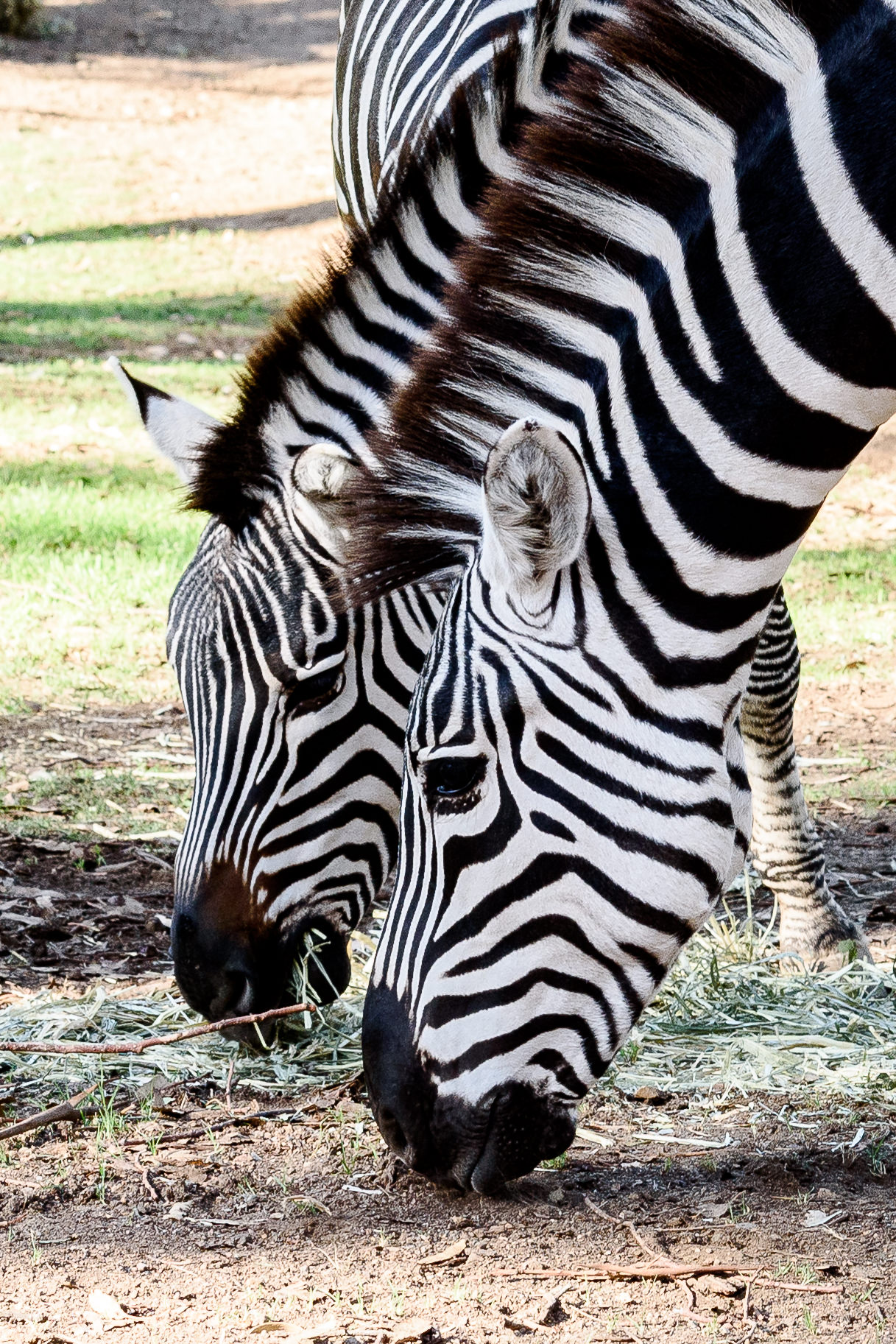 Two zebras from Safari West make debut at the Oakland Zoo, now part of herd
