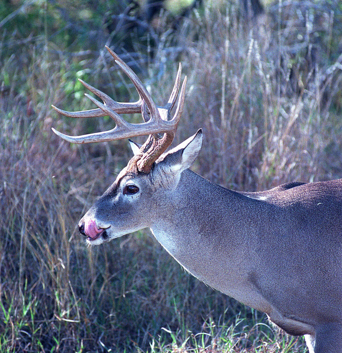 Texas' deer hunting season looks inviting