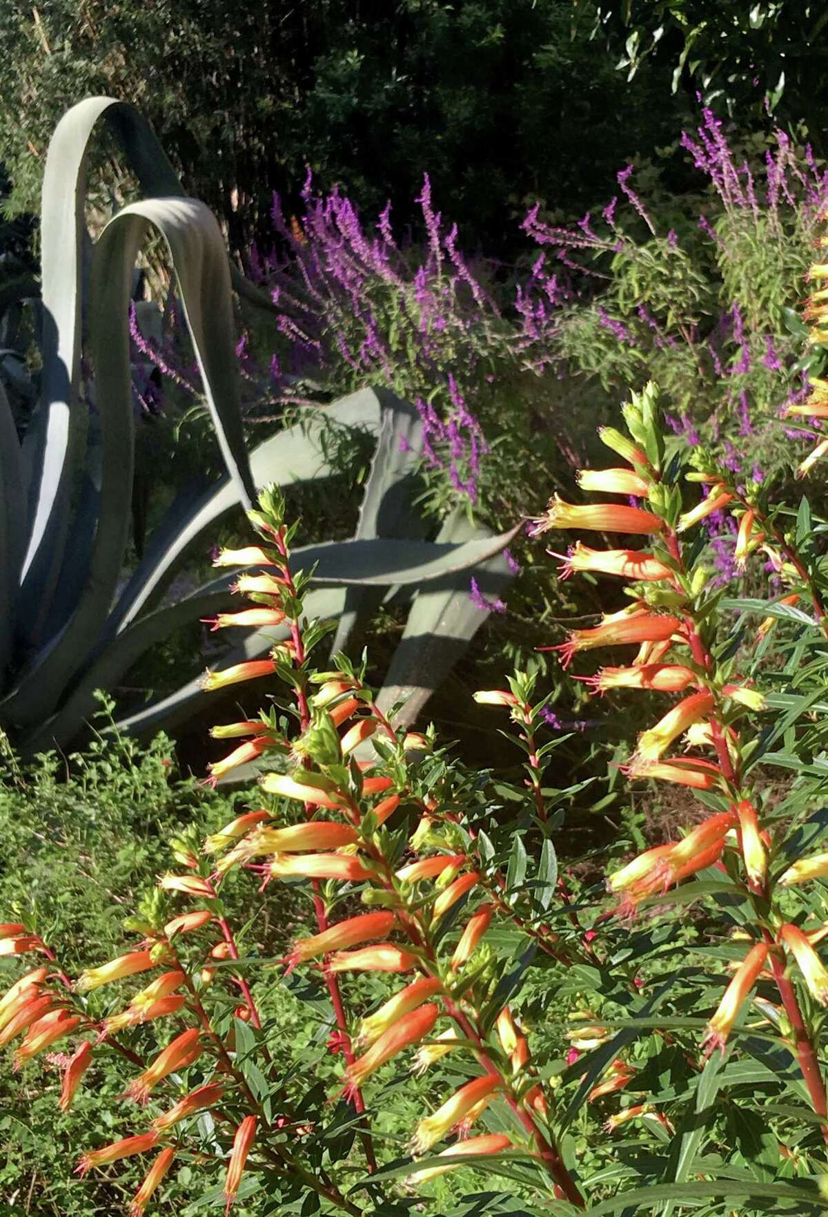 Plant Candy Corn garden in honor of the Astros