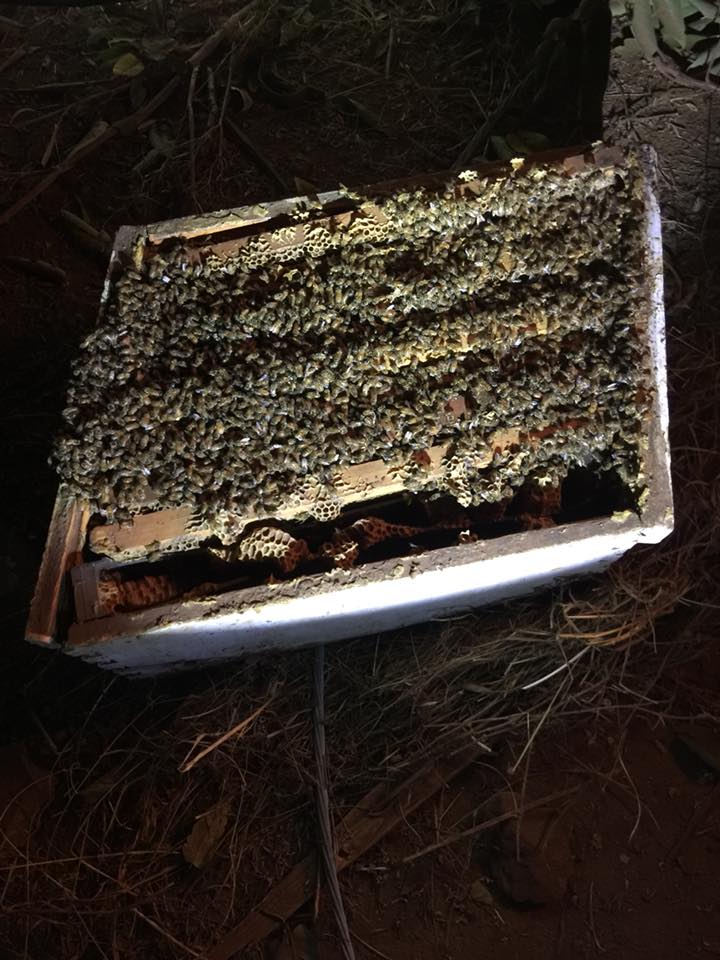 A million bees likely to die after truck full of hives overturns in Auburn