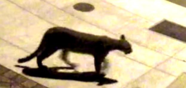 Second San Francisco mountain lion sighting recorded by Salesforce CEO ...
