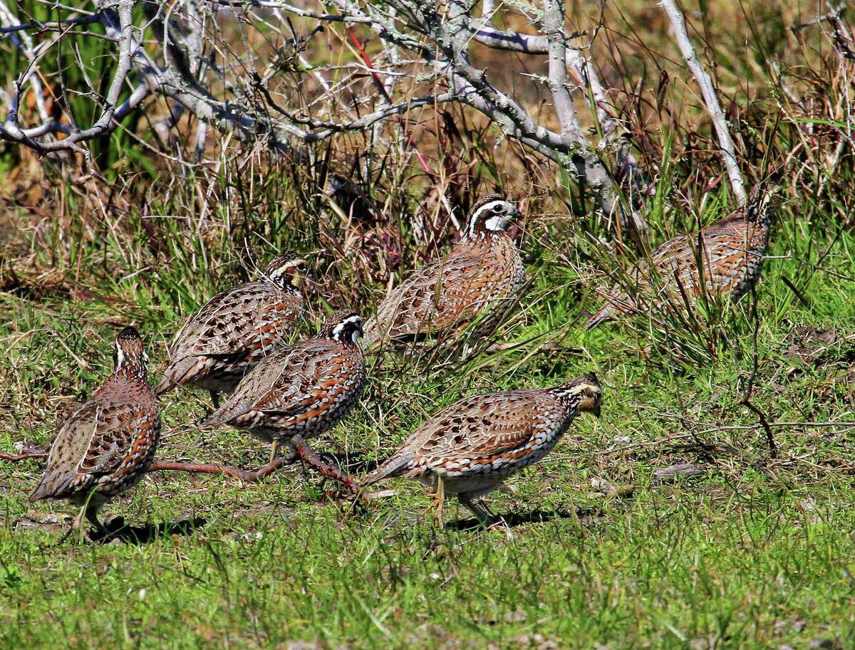 Quail season may be more bust than boom