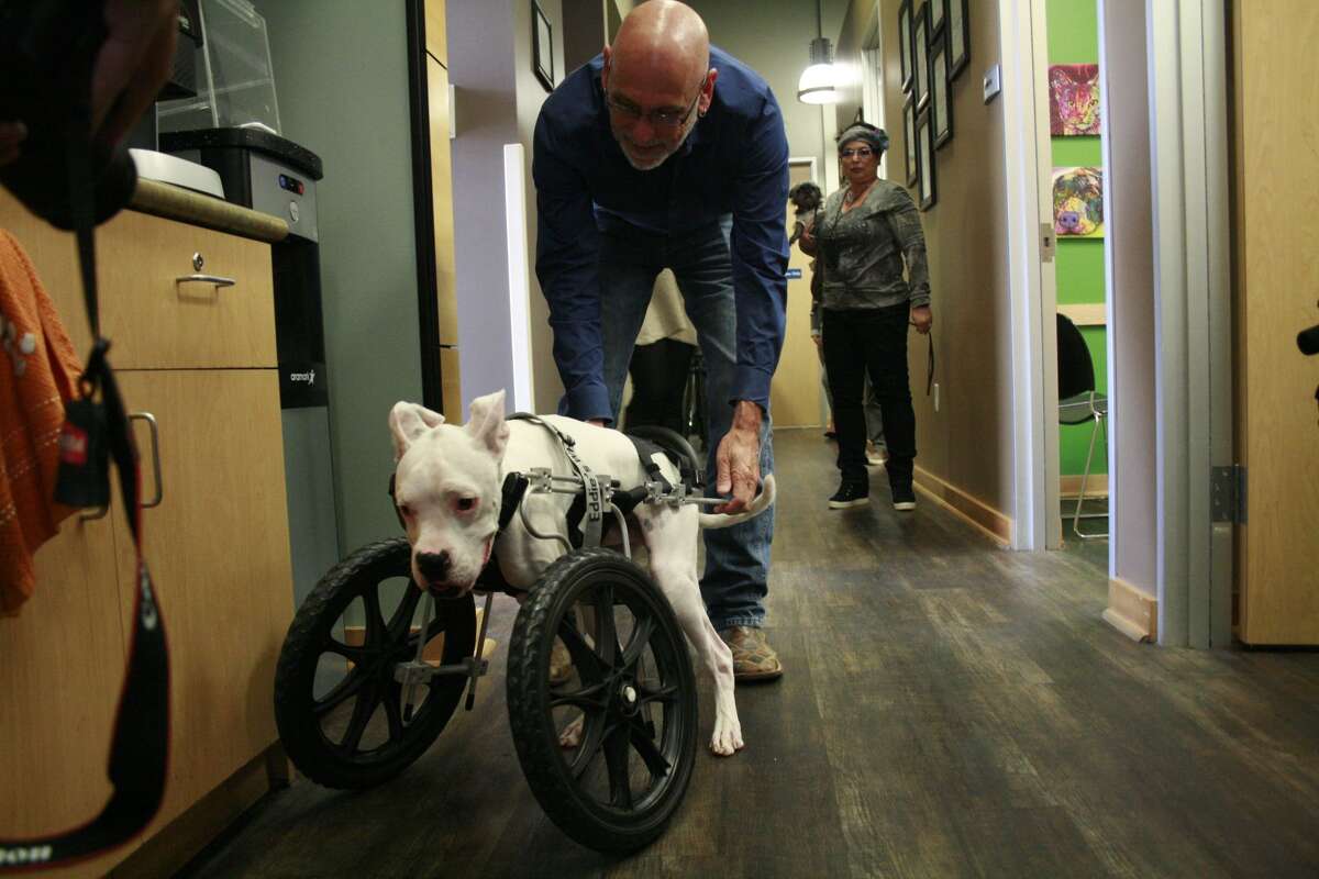 'Nubby' the famous social media dog is thriving despite lack of front legs