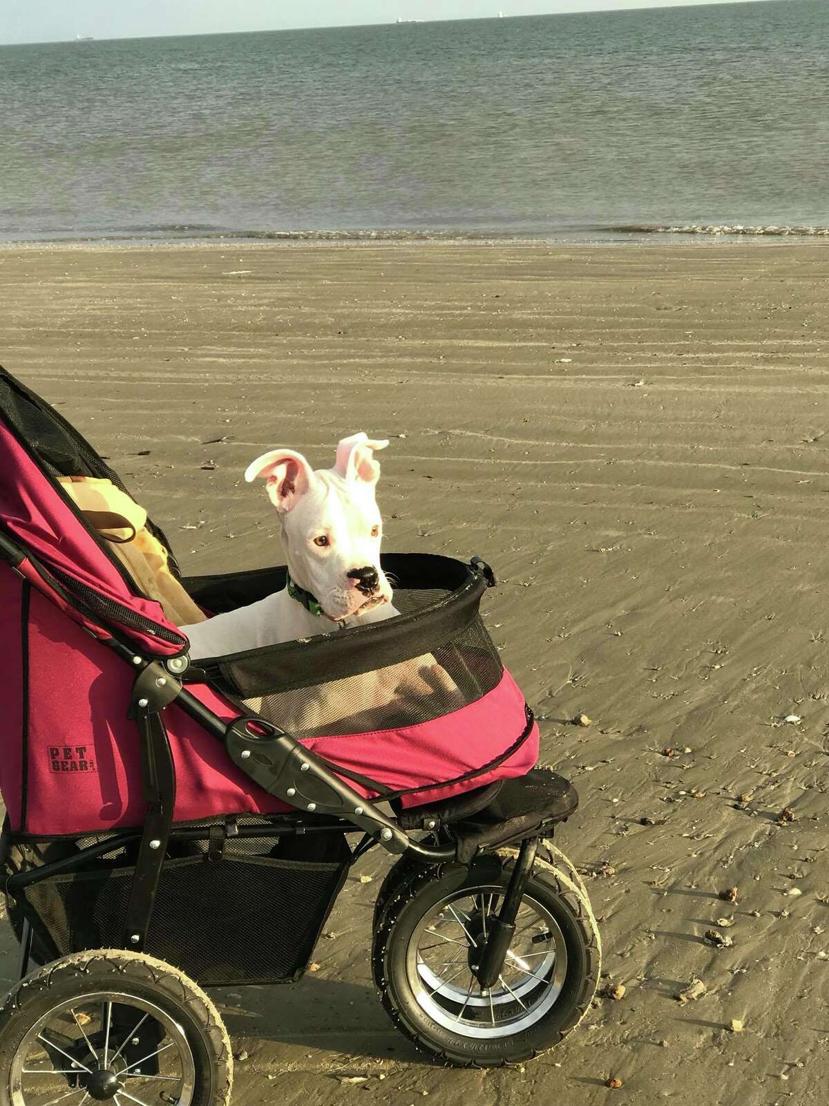 'Nubby' the famous social media dog is thriving despite lack of front legs