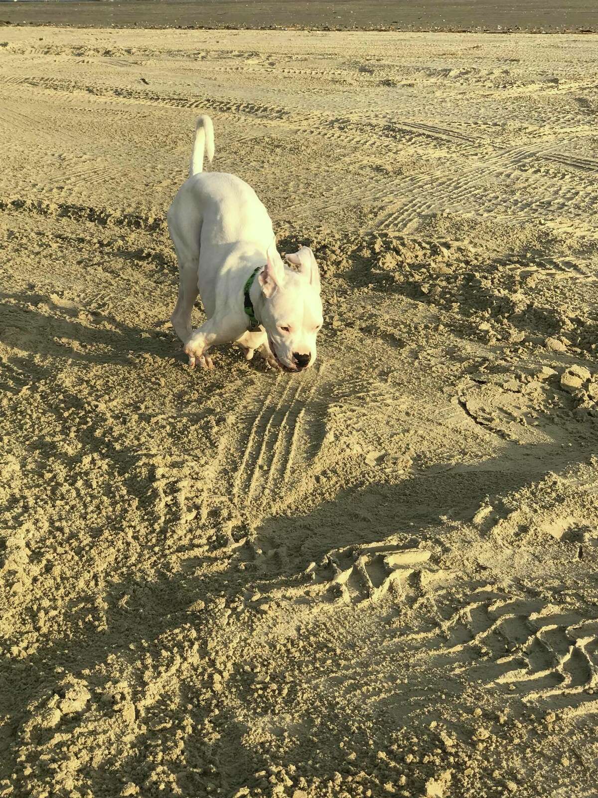 'Nubby' the famous social media dog is thriving despite lack of front legs