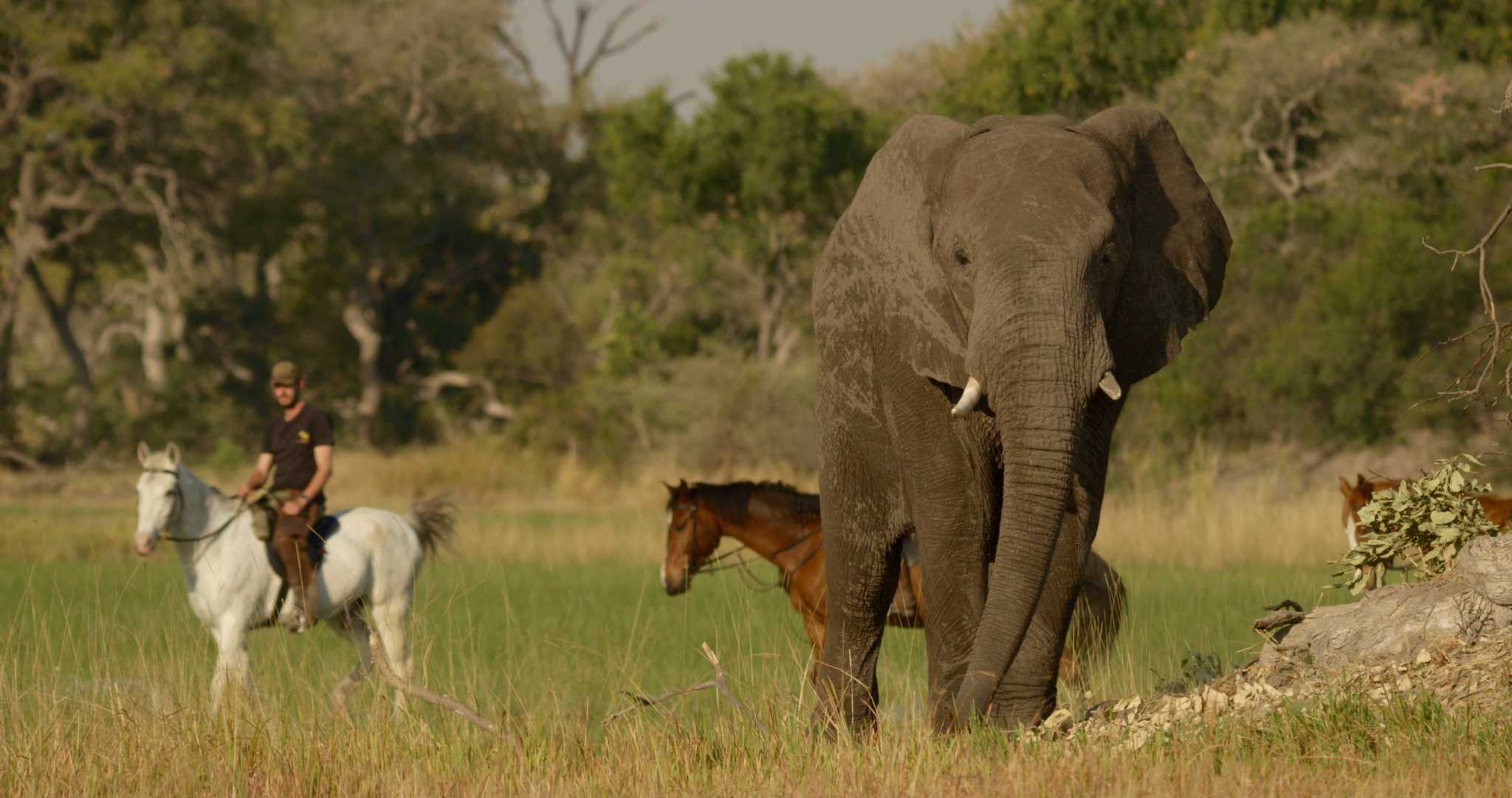 The Active Safari: Now you can explore parts of Africa by kayak ...