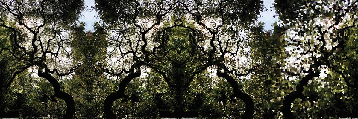 Winners of Greenwich “Awesome Tree Contest” selected