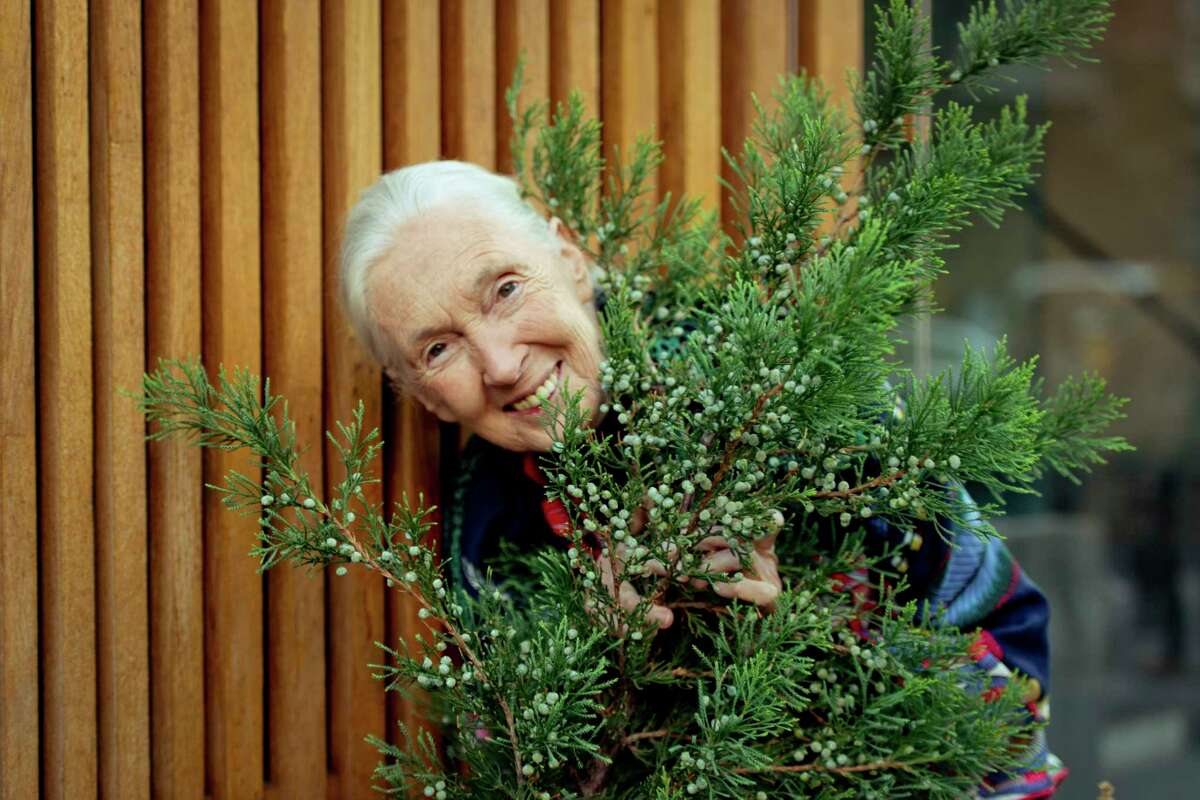 Review: 'Jane' travels back to Goodall's early years with chimps