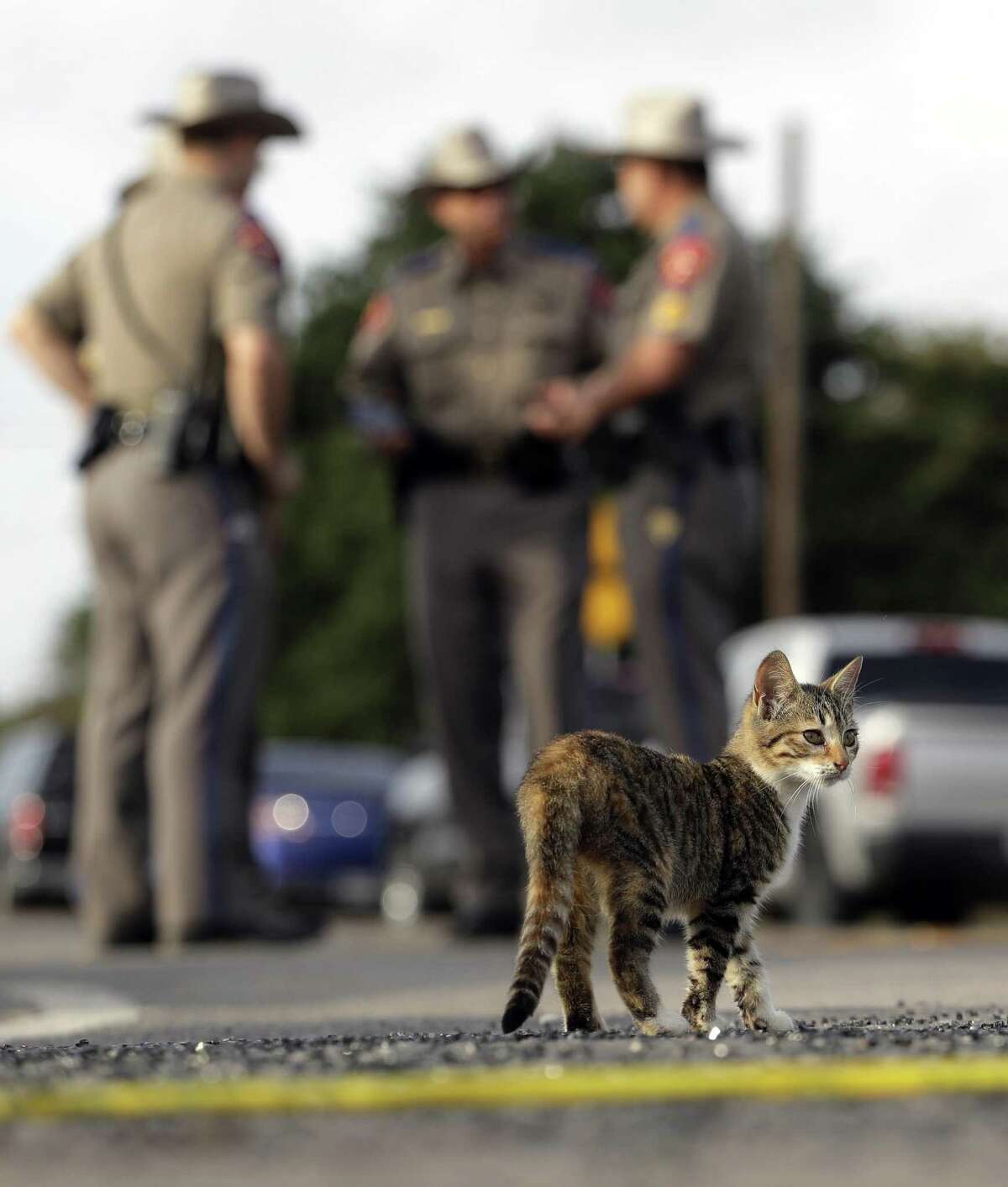‘NewsCat’ brings smiles amid the tragedy of Sutherland Springs