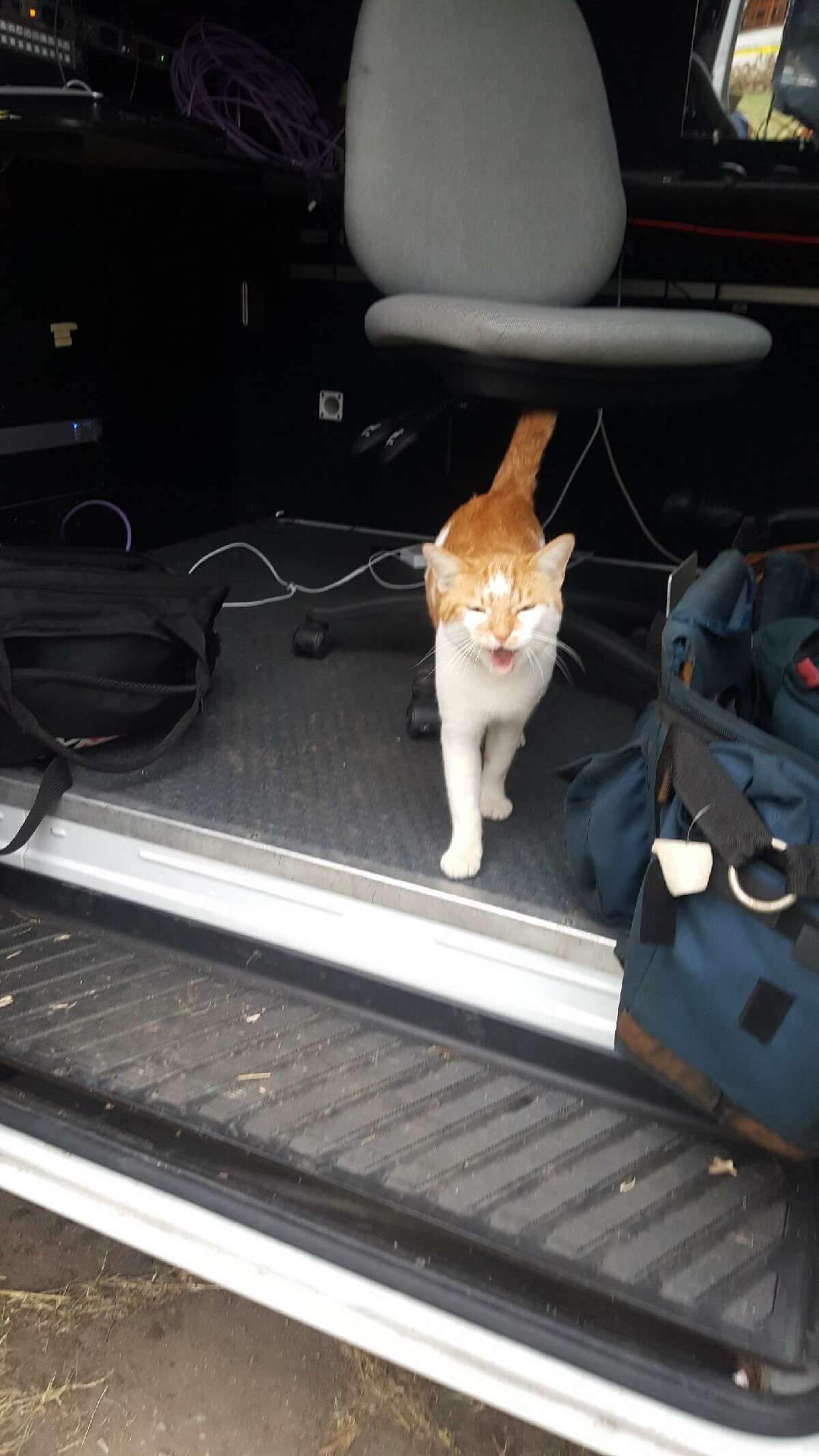 ‘NewsCat’ brings smiles amid the tragedy of Sutherland Springs