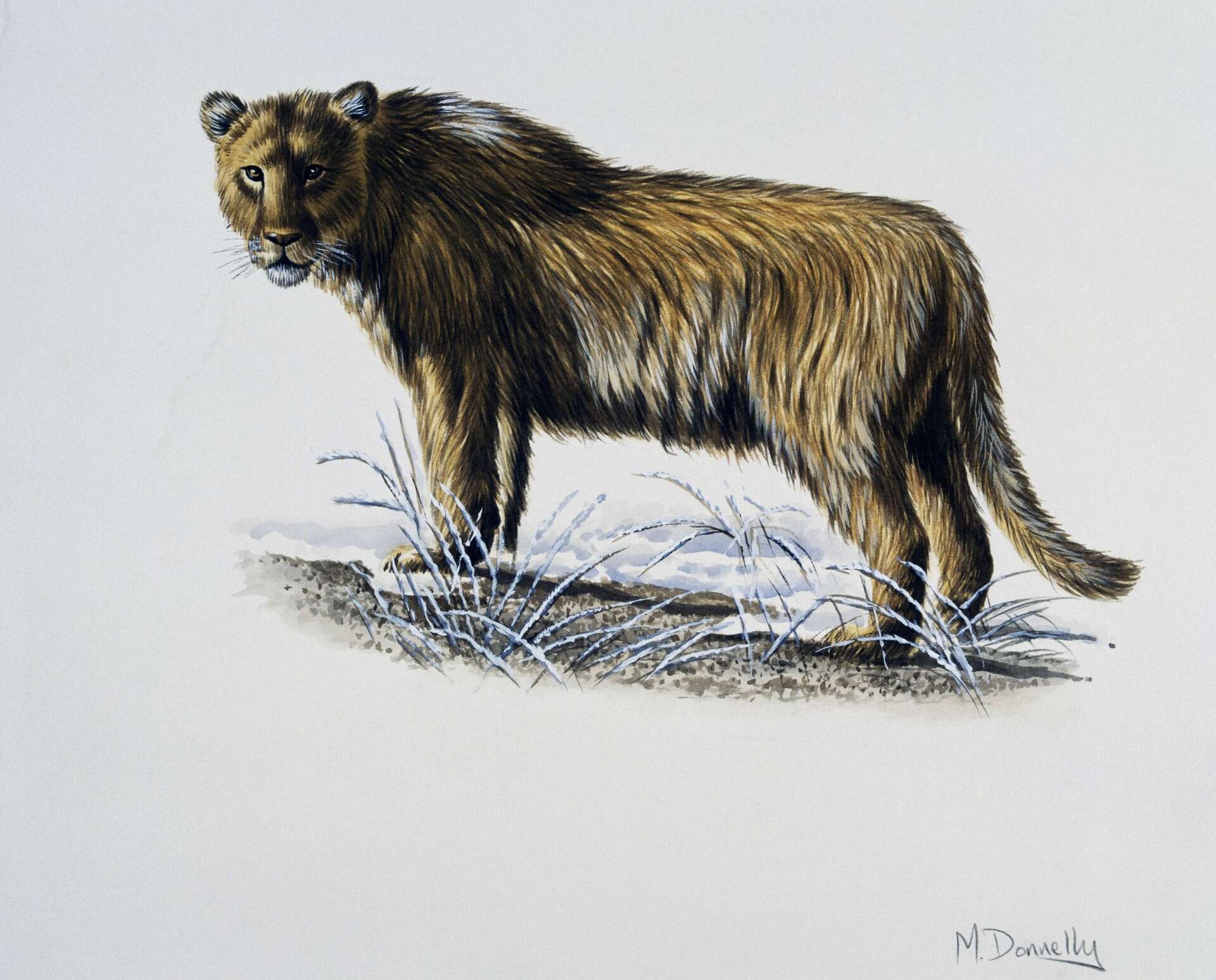 Siberian Lion Extinct