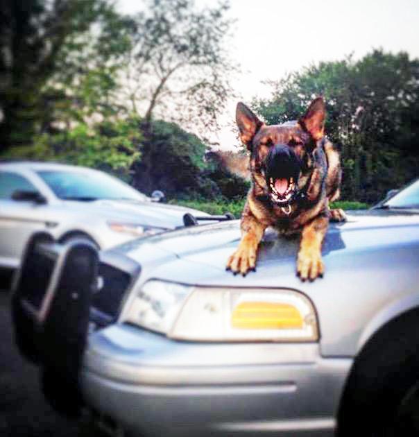 3 Connecticut State Police K-9s receive body armor