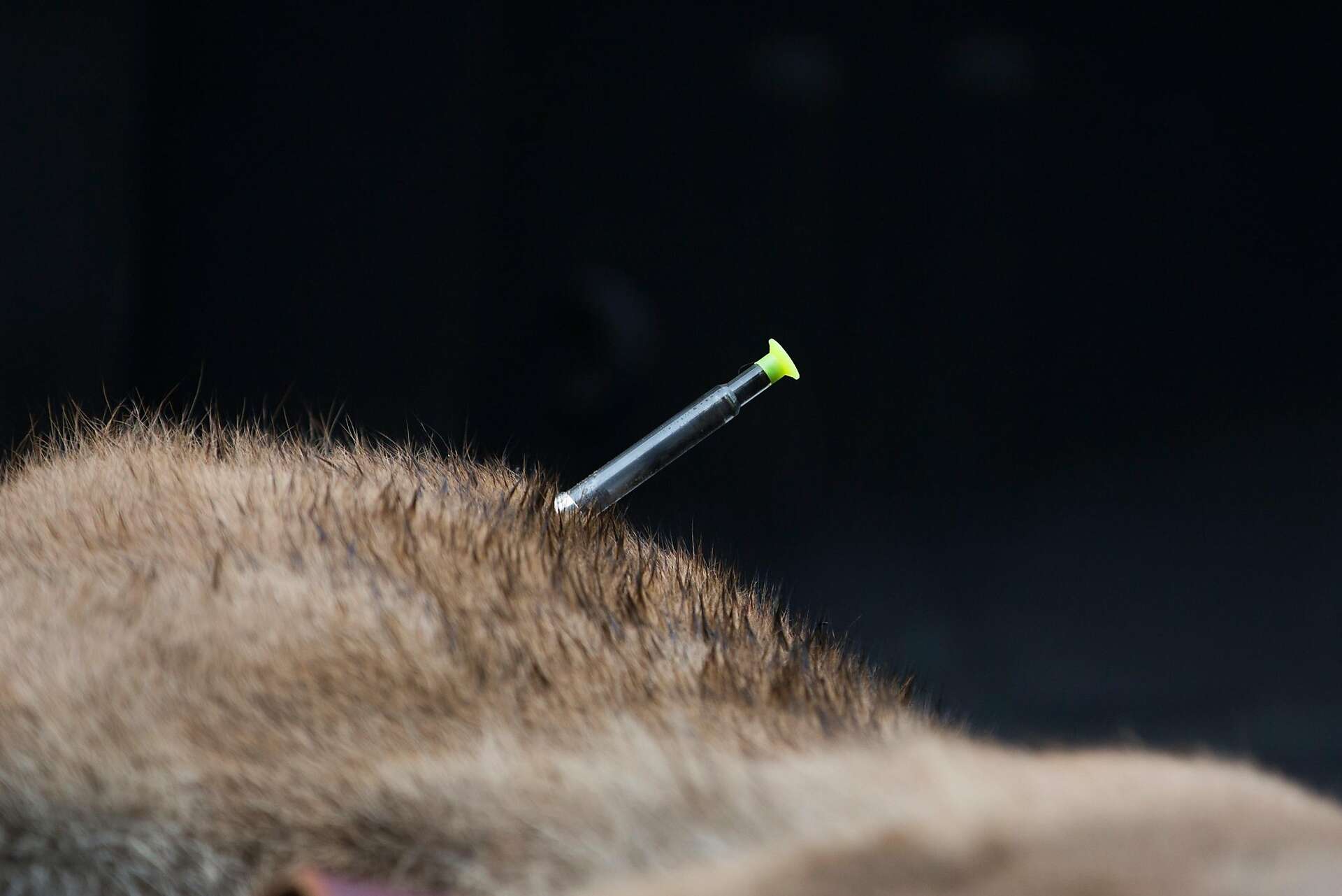 Mountain lion shot with tranquilizer gun in SF’s Diamond Heights