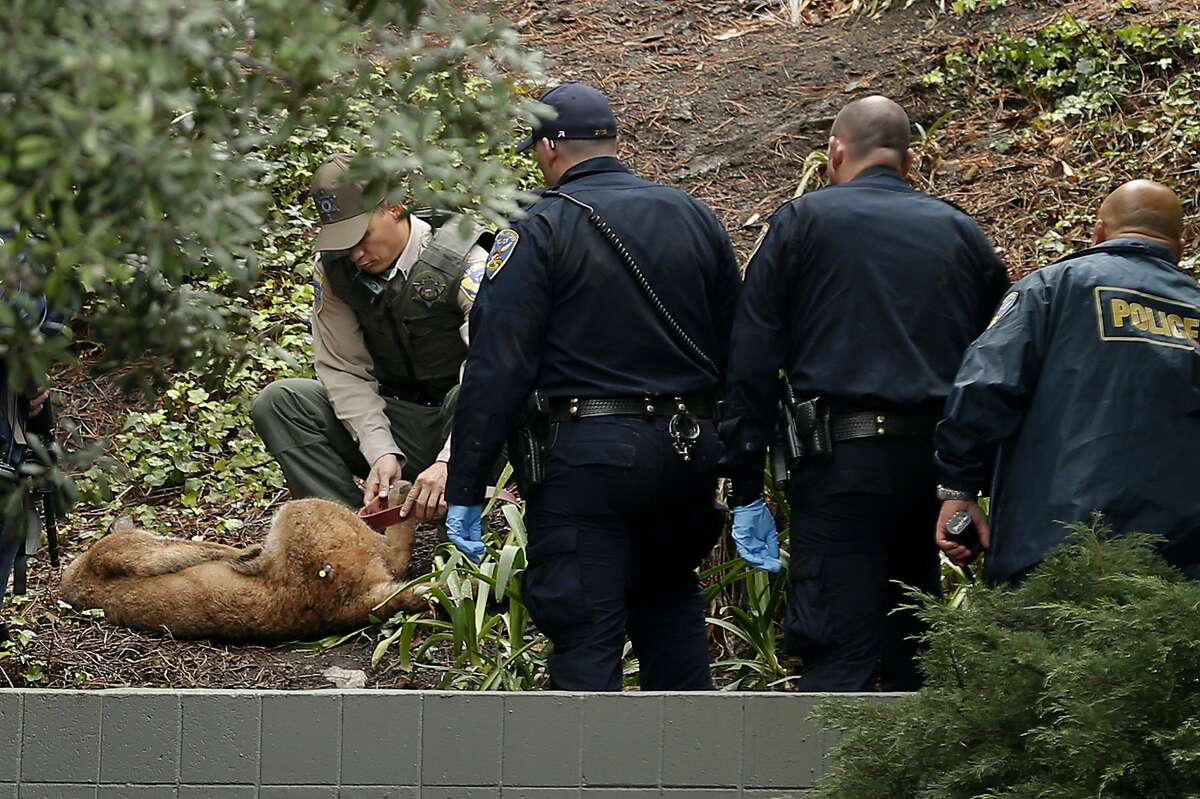 2 mountain lion sightings confirmed in San Francisco parks