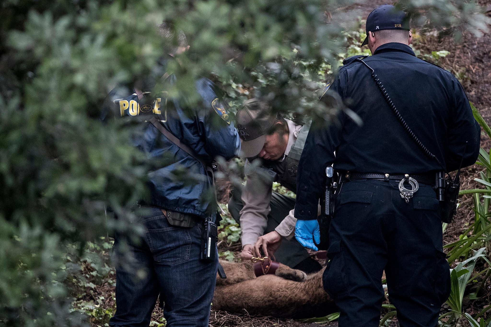 Mountain lion shot with tranquilizer gun in SF’s Diamond Heights