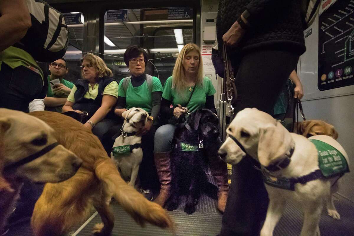Guide dog puppies create a stir as they ride Muni Metro downtown