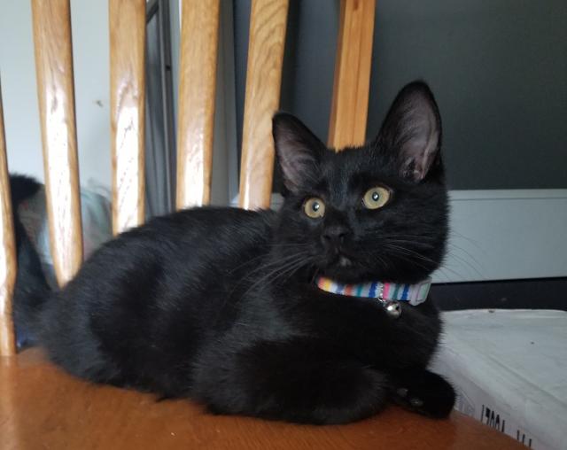 Java Chip the kitten needs a good home