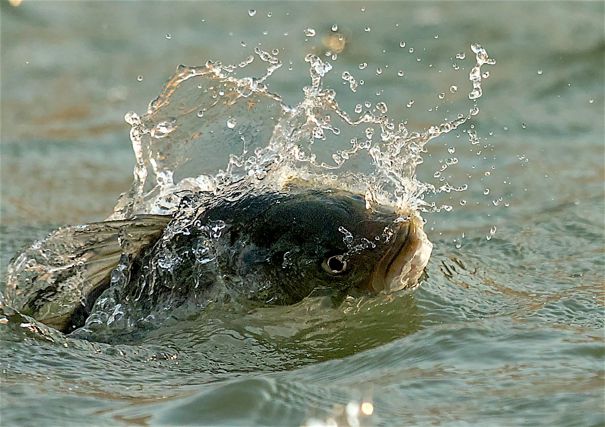 Guide to trout fishing in Northern California in the summer of 2021